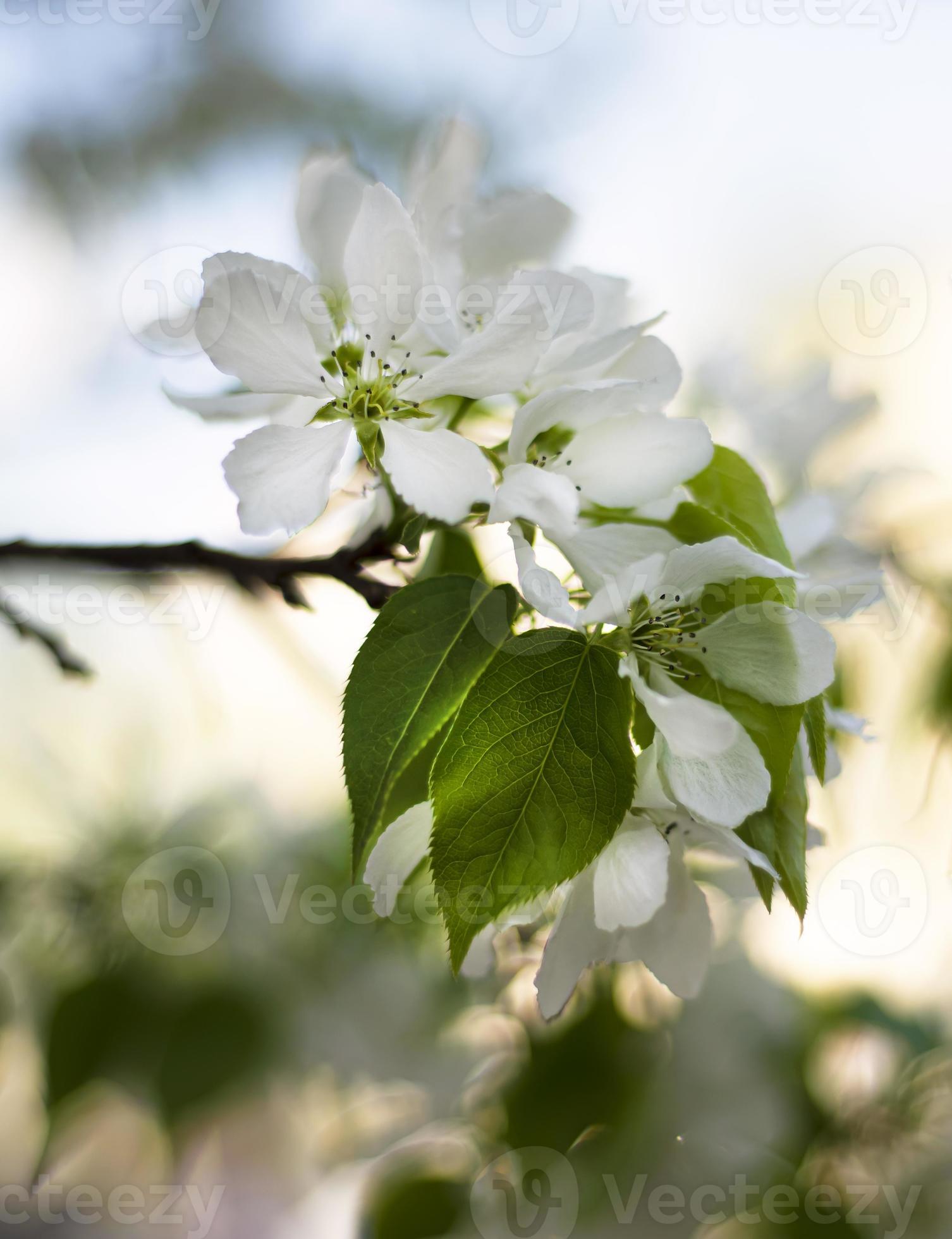 Blurred photo. Spring flowering fruit tree. Defocused scenic apple ...