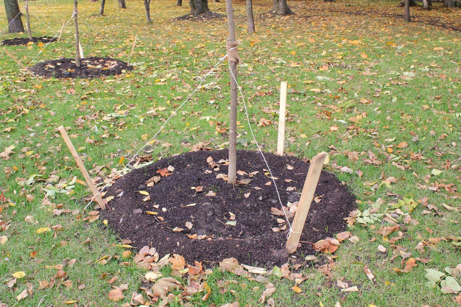 Tree Protection Stock Photos, Images and Backgrounds for Free Download