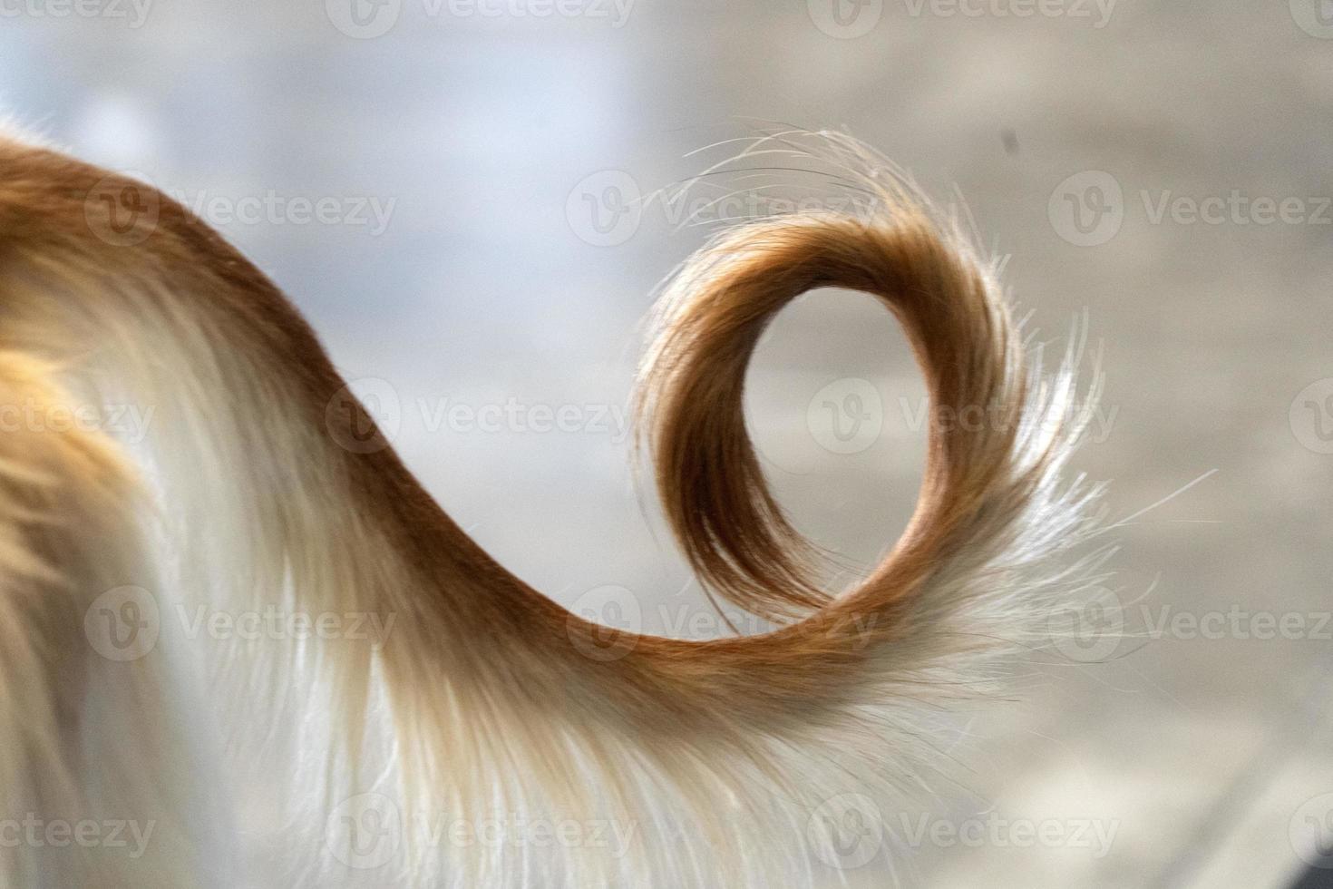 Tail Stock Photos, Images and Backgrounds for Free Download Tail Stock Photos, Images and Backgrounds for Free Download