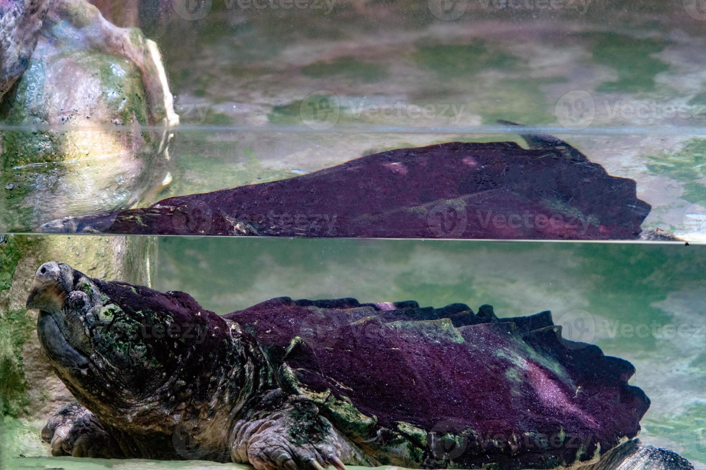 alligator snapping turtle underwater portrait 20241449 Stock Photo at ...