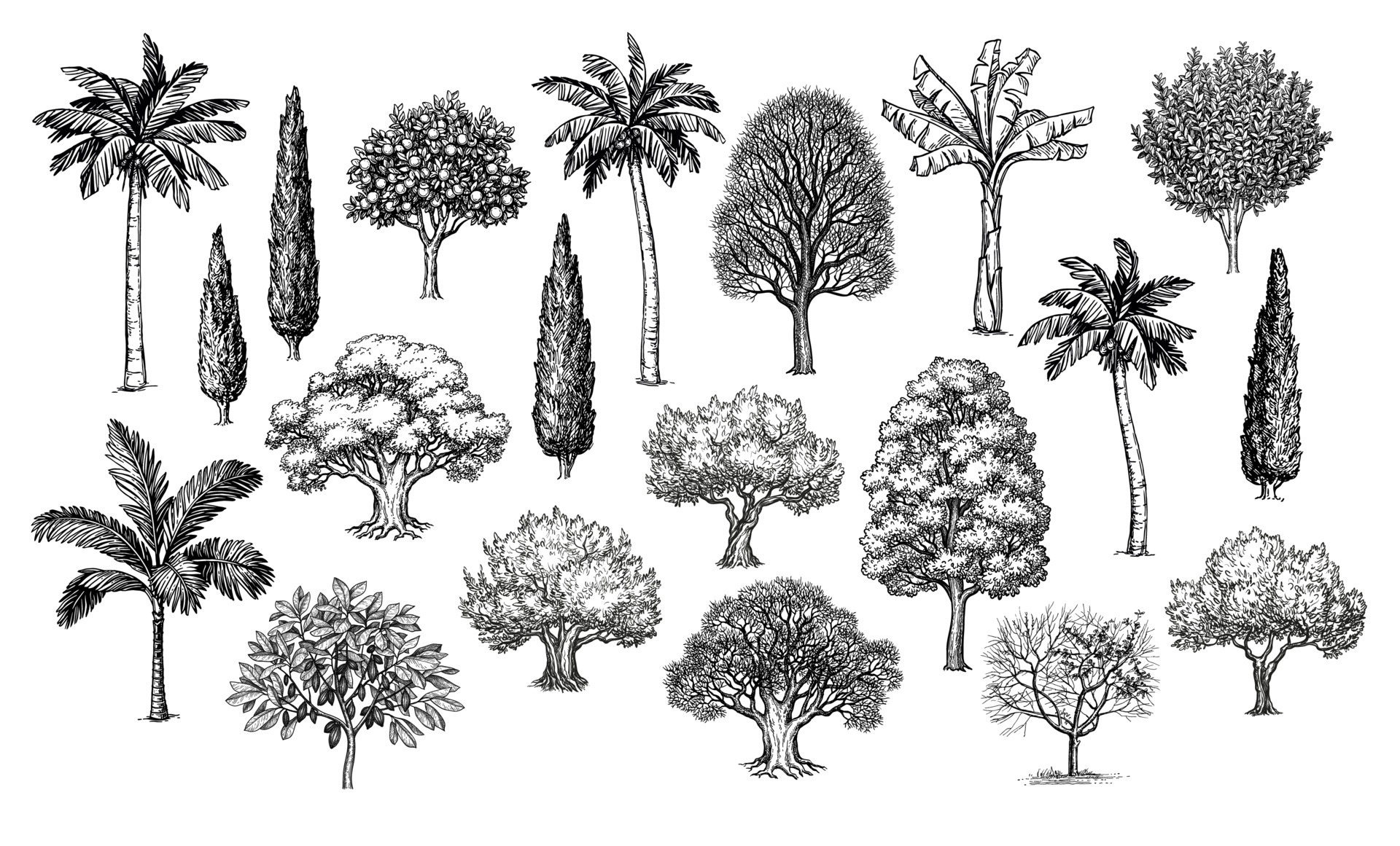 Big collection of trees. Ink sketches set isolated on white background ...