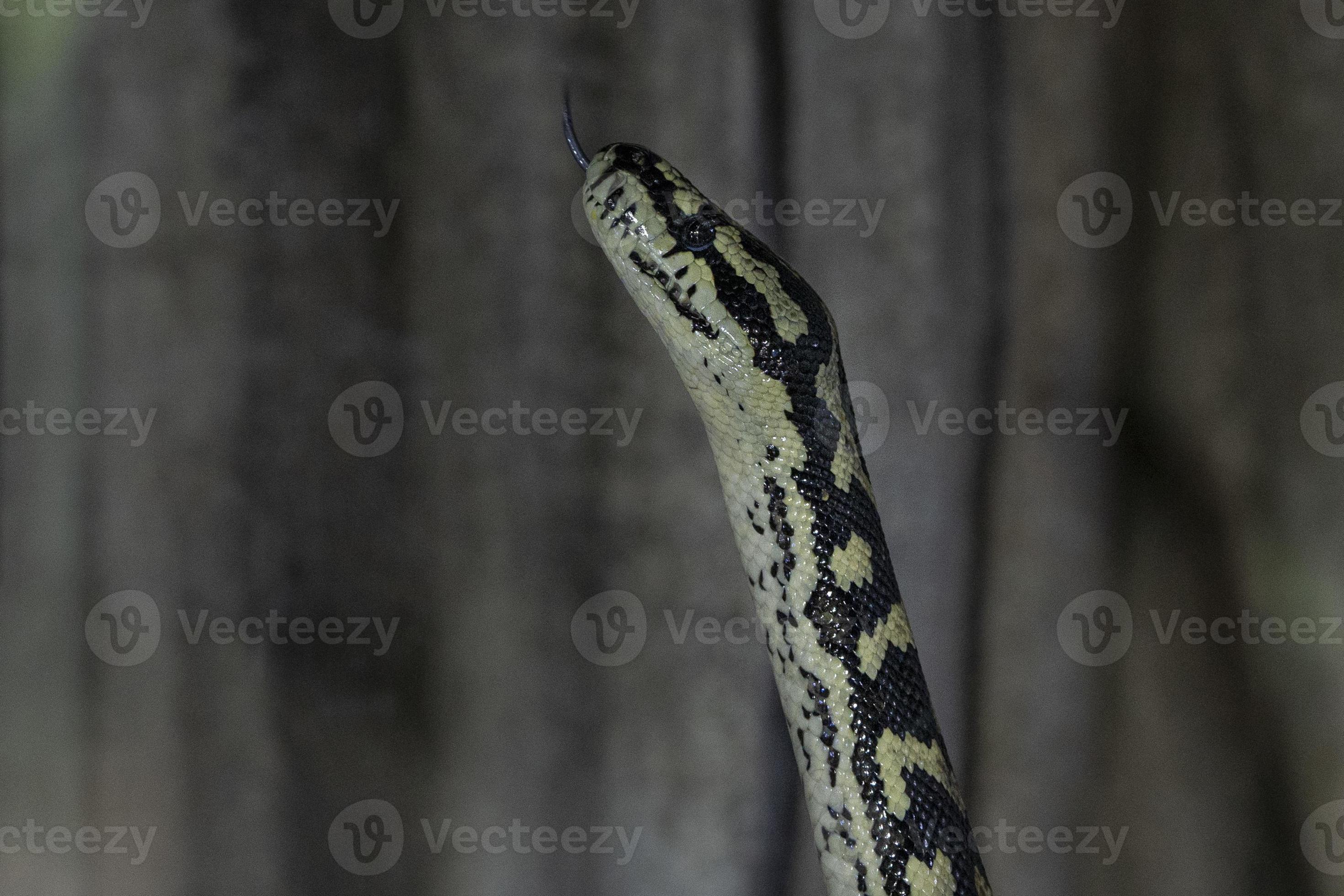 Jungle carpet python snake 20298601 Stock Photo at Vecteezy
