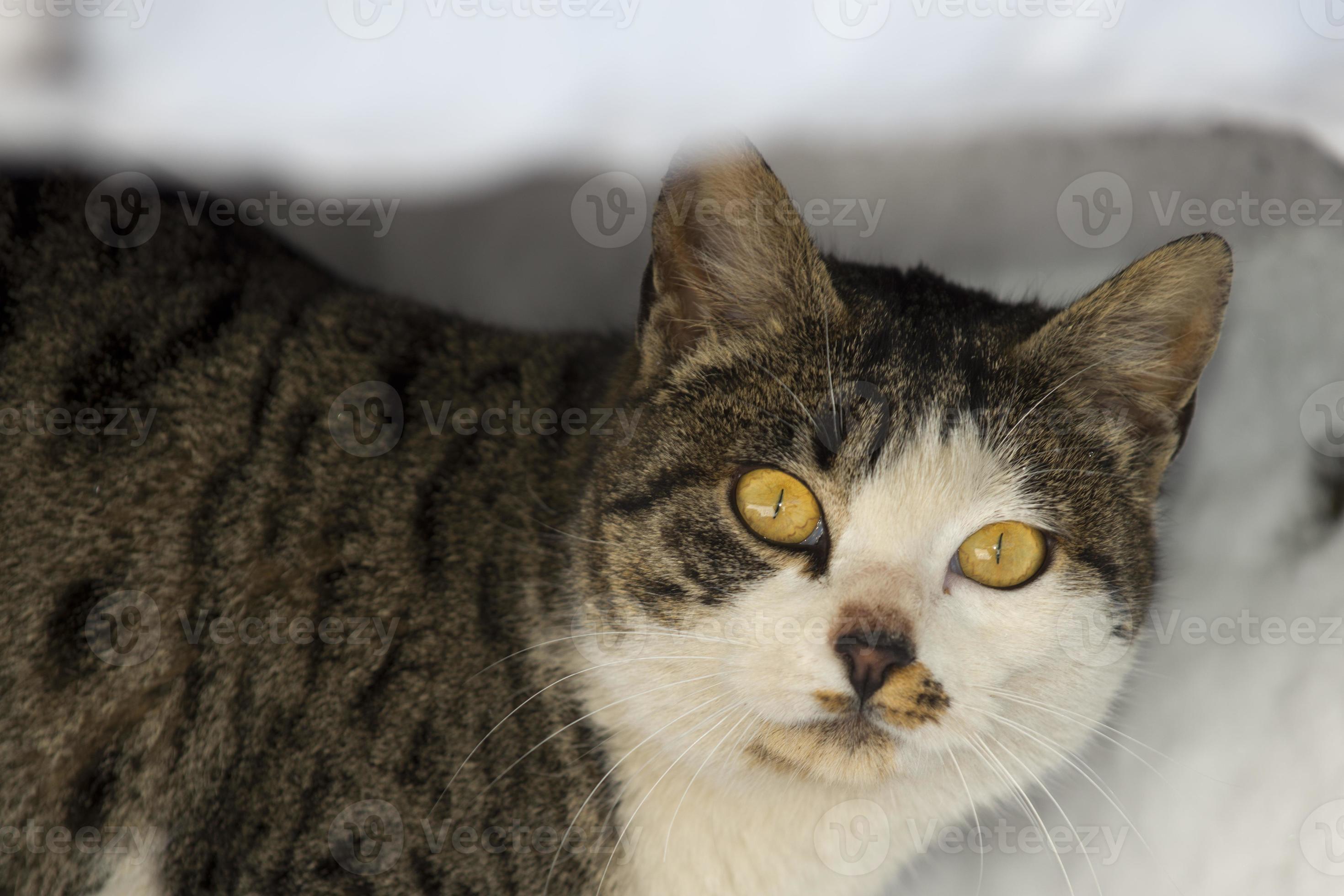 Cute cat close-up 20304807 Stock Photo at Vecteezy