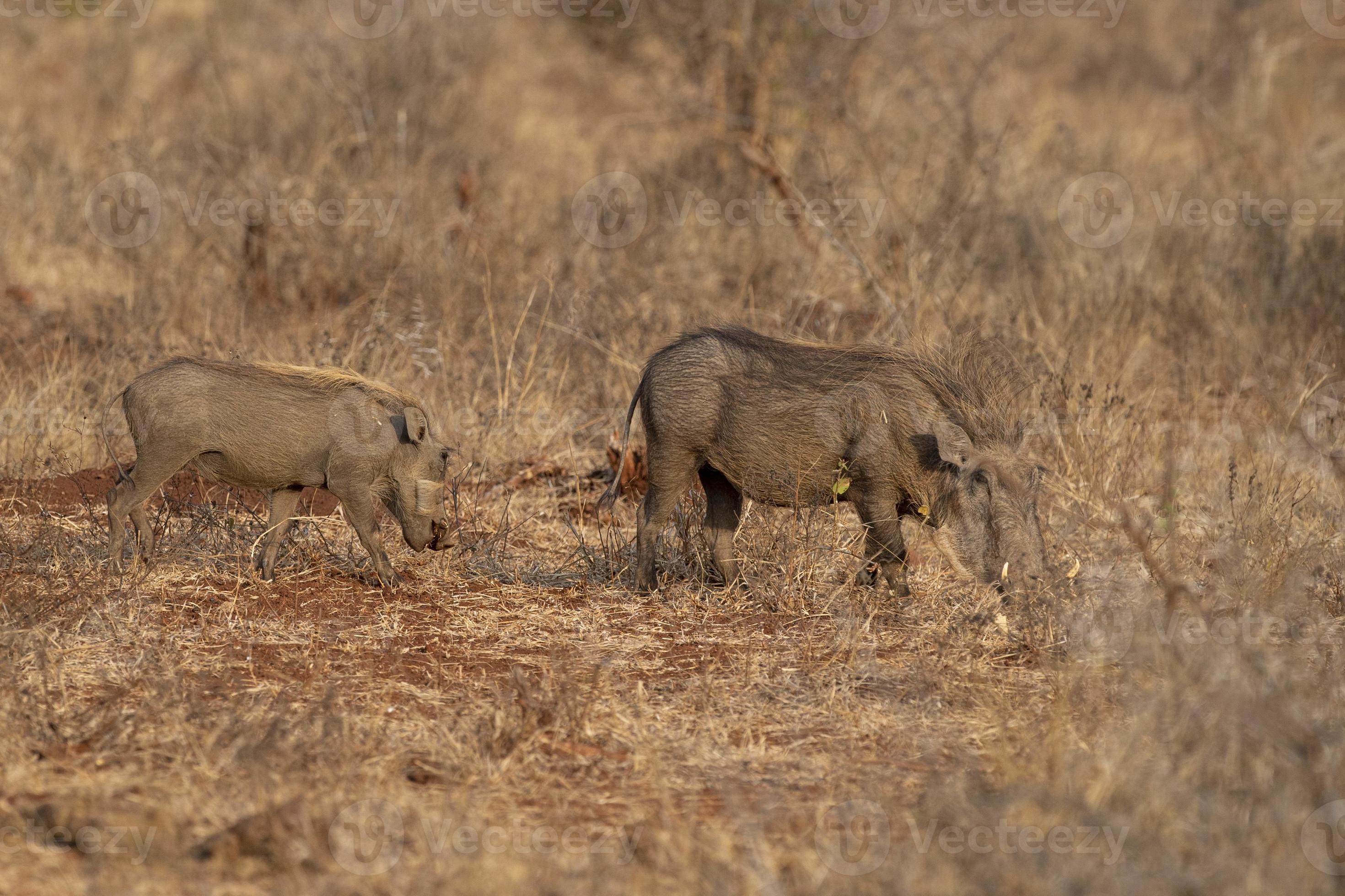 A Common warthog, brown wild pig with tusk. Close-up detail of animal in nature habitat ...