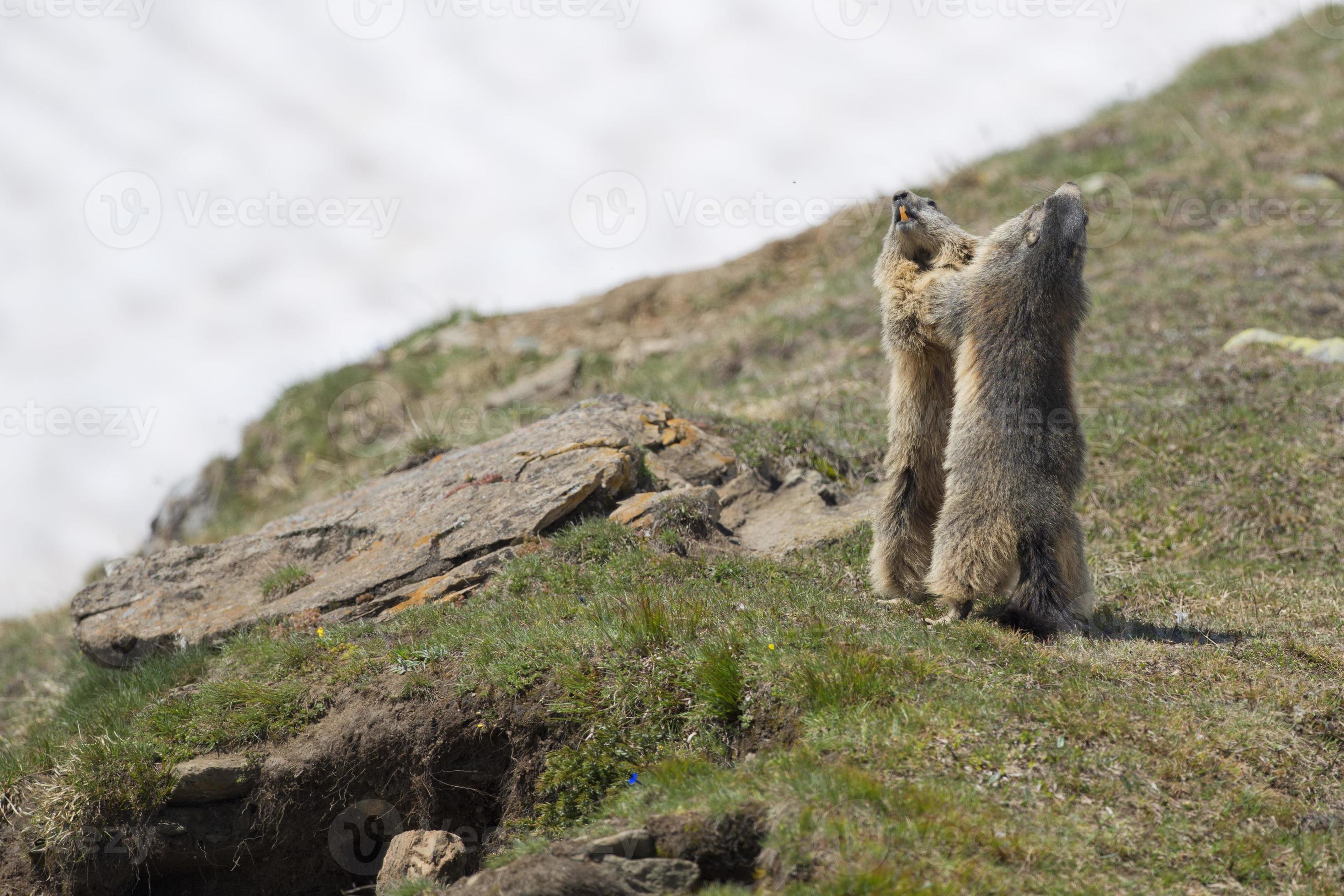 Two Marmot while playing 20338592 Stock Photo at Vecteezy
