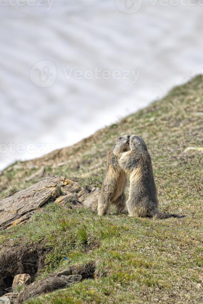 Two Marmot while fighting 20338644 Stock Photo at Vecteezy