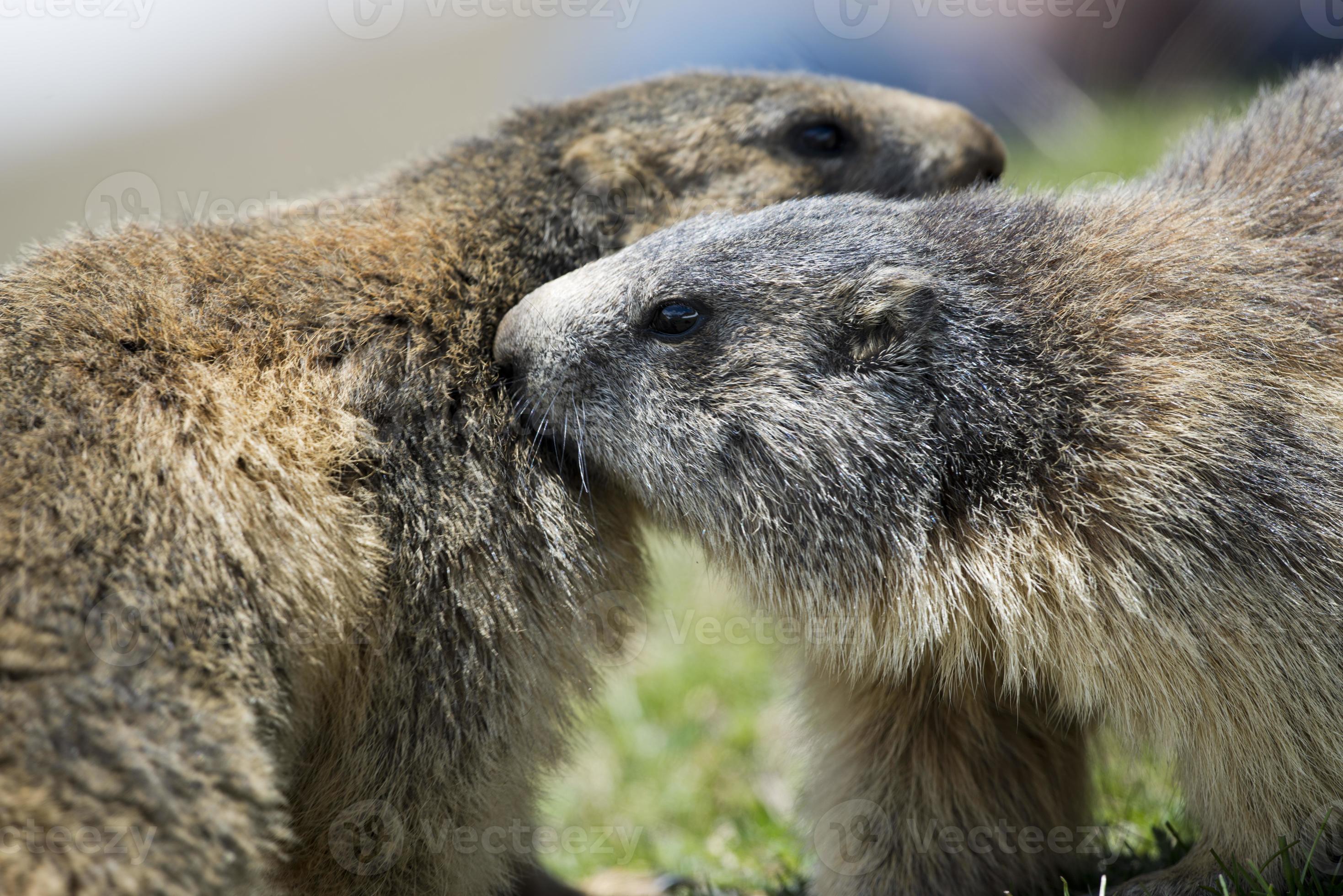 Two Marmot while playing 20338861 Stock Photo at Vecteezy