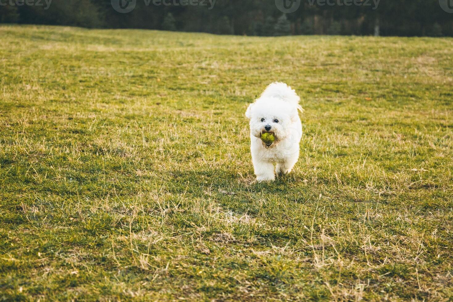 Bichon frise dog, beautiful bichon frisee dog,dog close up portrait. 20358605 Stock Photo at ...