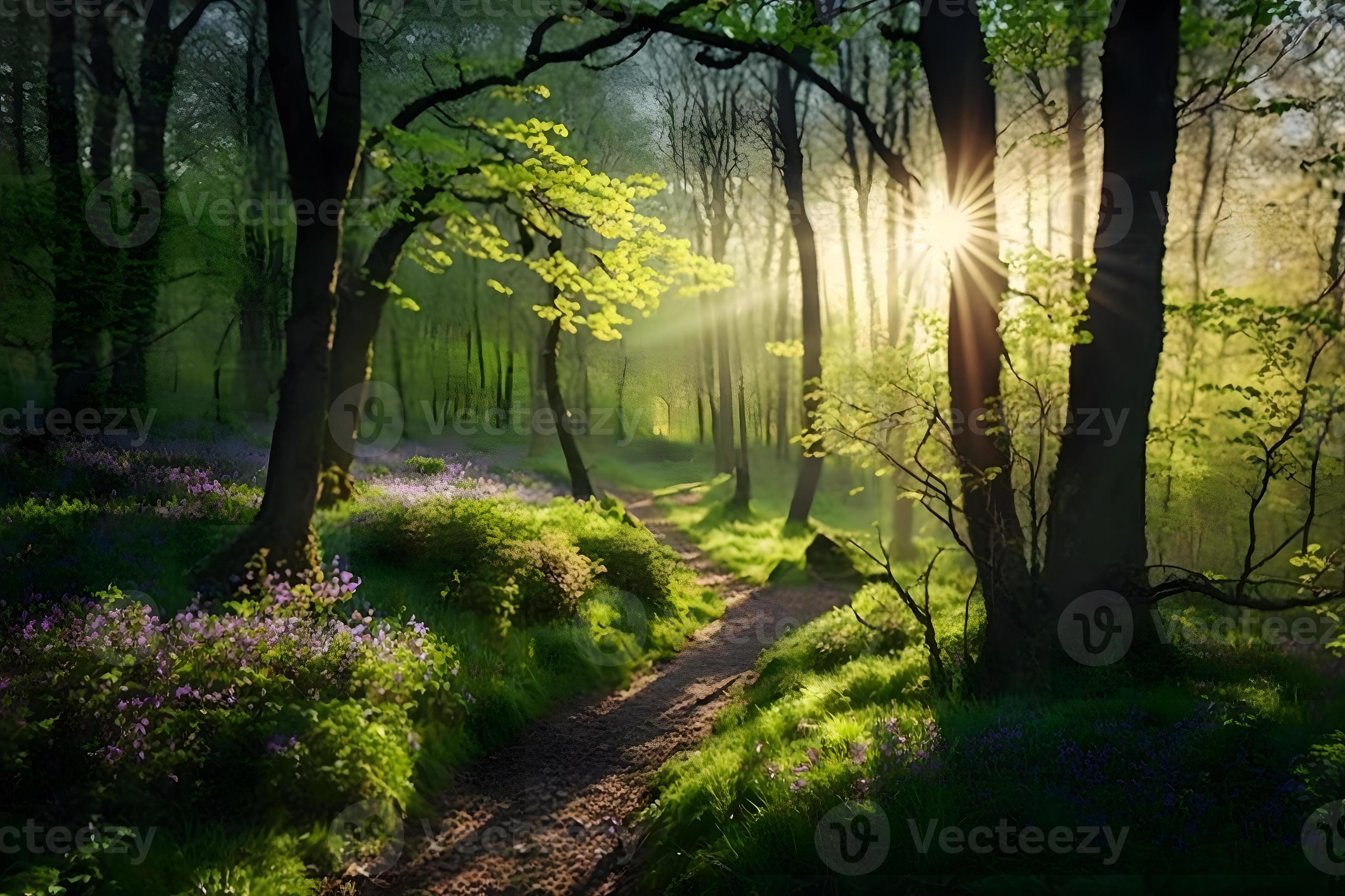 Beautiful Forest Photography