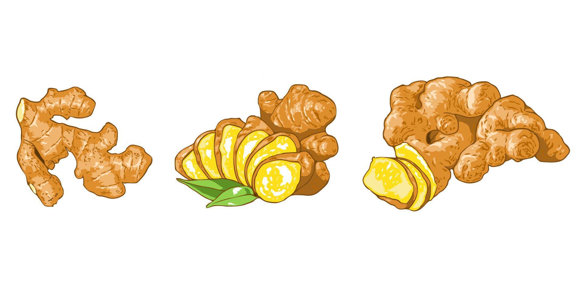 Ginger Vector Set Collection Graphic Clipart Design 20433965 Vector Art