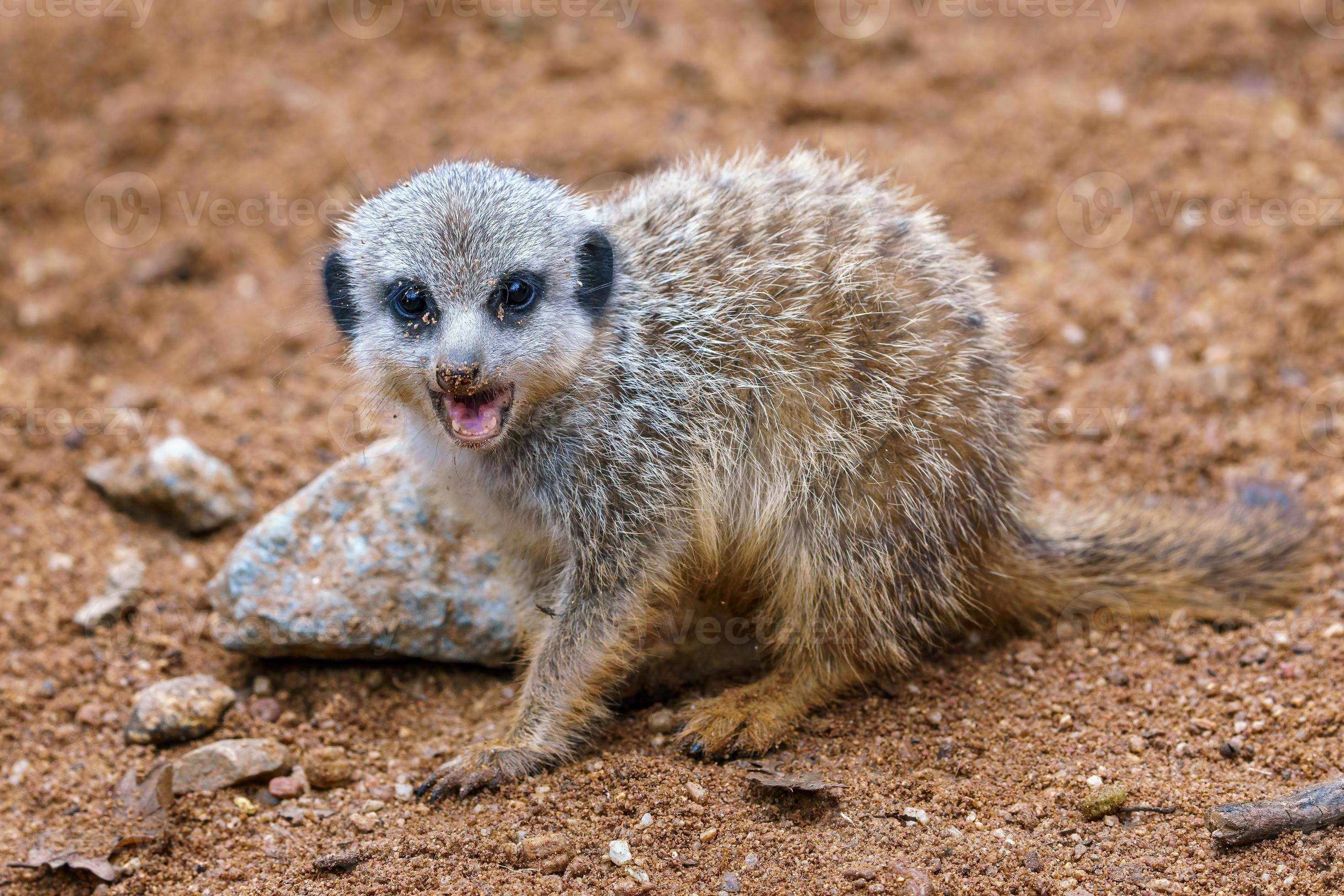 Suricata O Suricate Cachorro Demostración Sus Dientes 20450518 Foto De Stock En Vecteezy