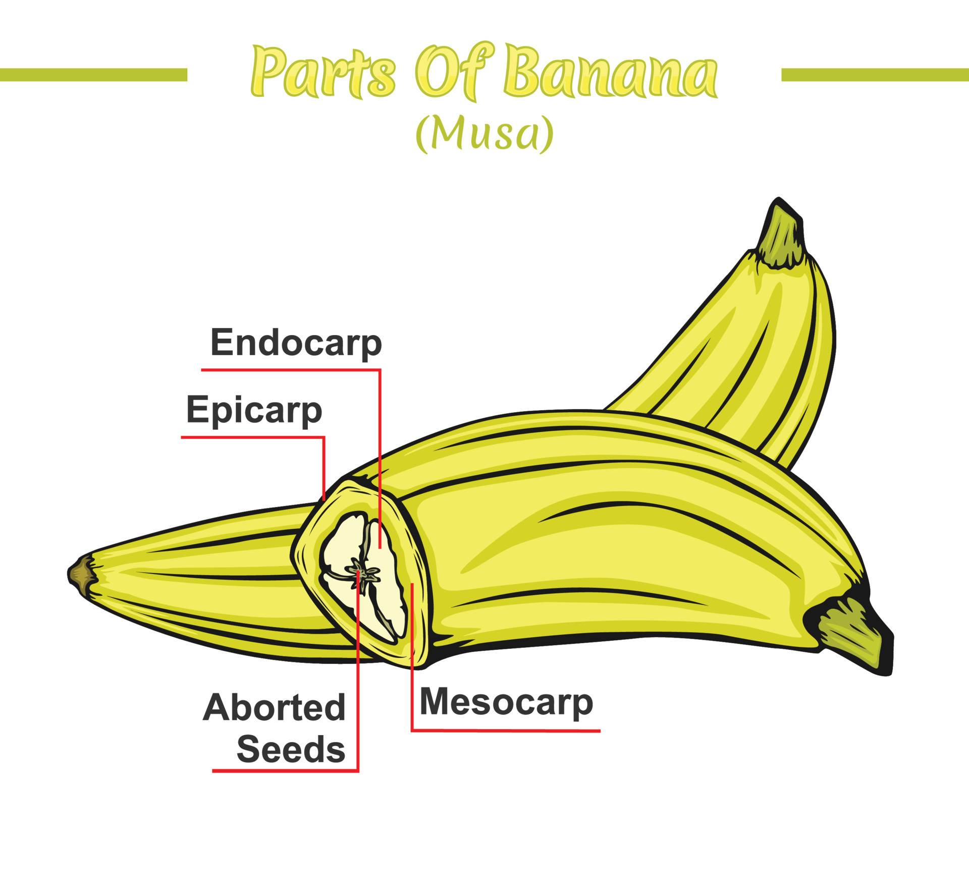 Banana Structure Diagram Banana Structure Vector Illustration Banana Education And Parts