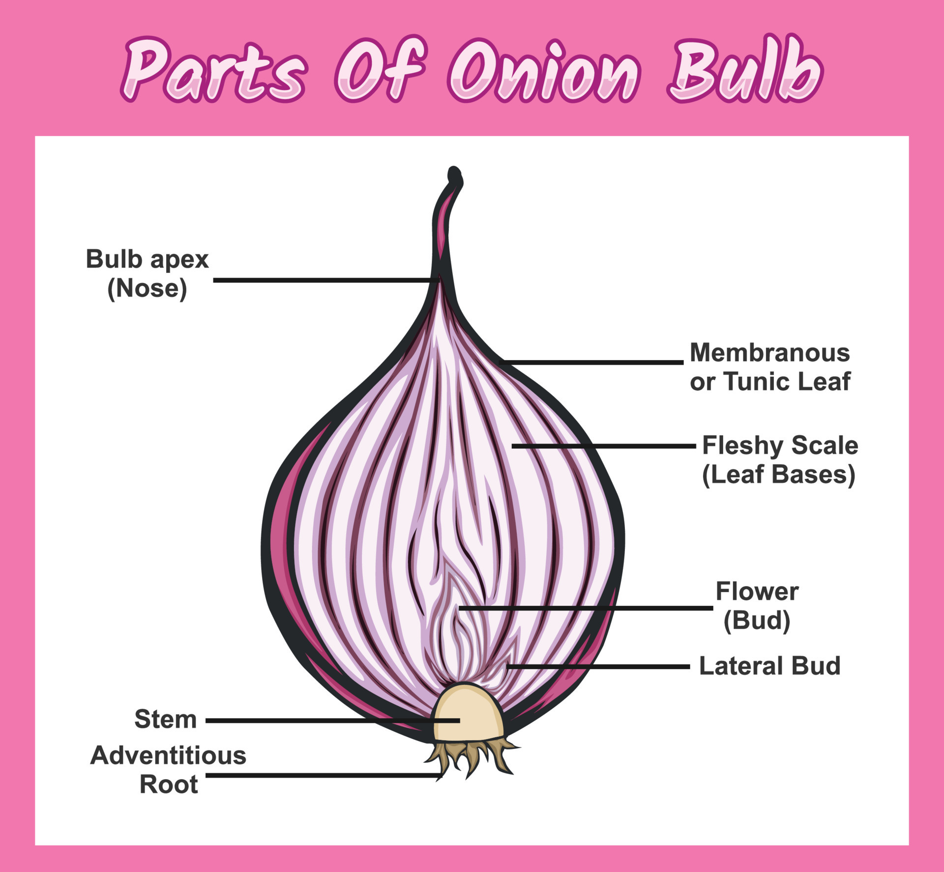 Onion Internal structure diagram. Onion Internal structure vector ... Onion Internal structure diagram. Onion Internal structure vector ...
