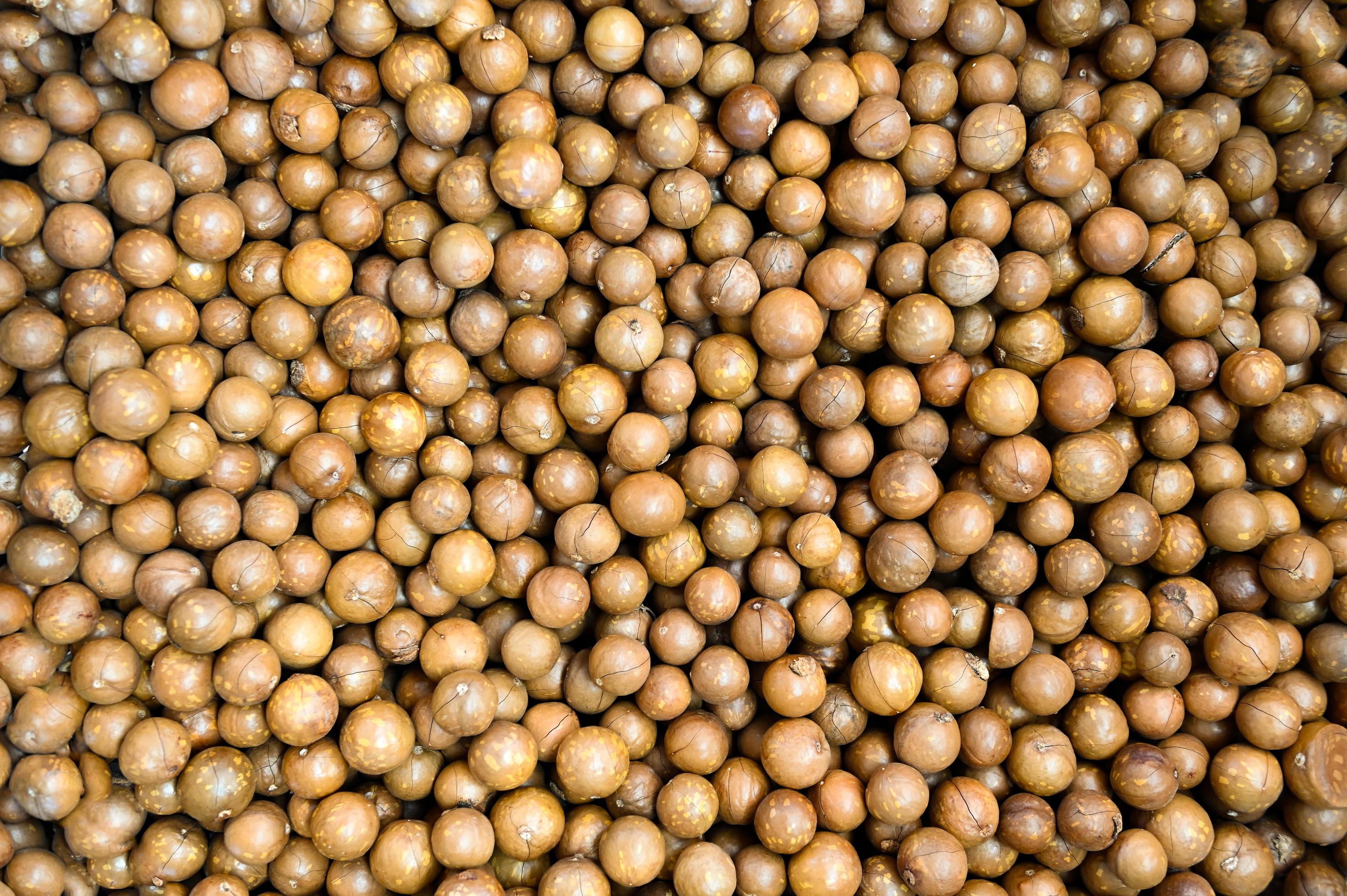macadamia nuts texture background, fresh natural shelled raw macadamia nuts in a full frame ...