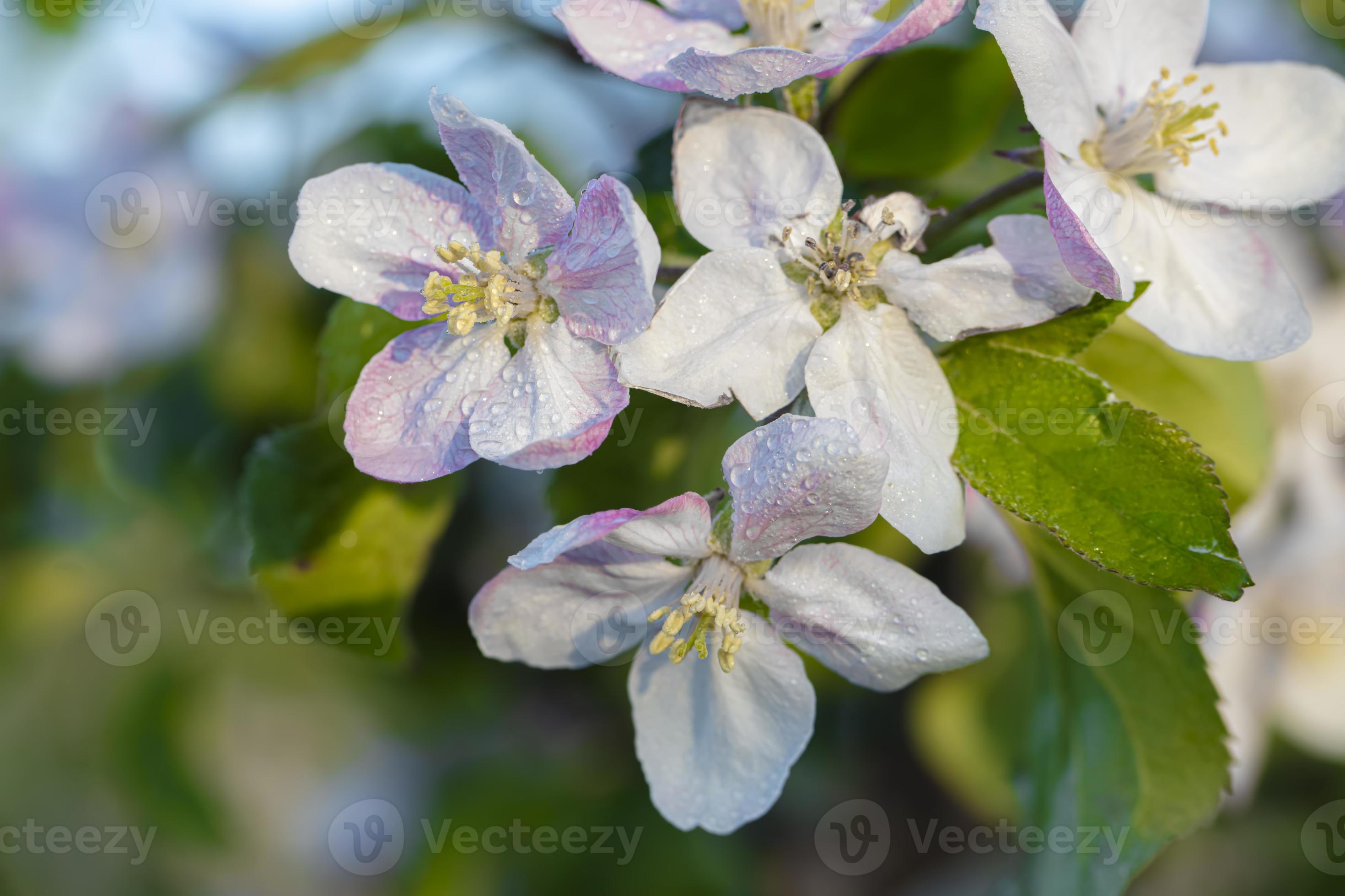 White flowers of autumn apple tree close-up. Spring background ...