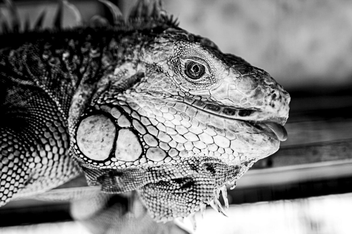 Iguana Coloring Book Stock Photos, Images and Backgrounds for Free Download