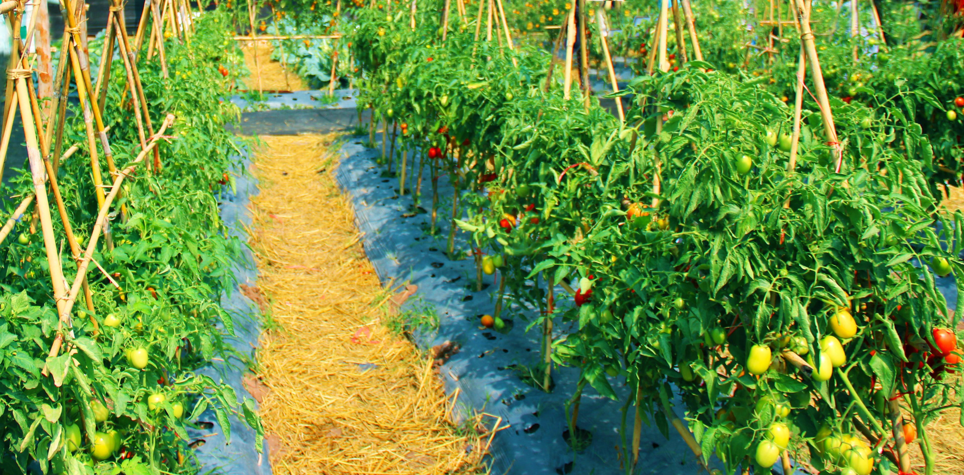 Tomato organic farming vegetable farm. Concept of growing organic ... Tomato organic farming vegetable farm. Concept of growing organic ...