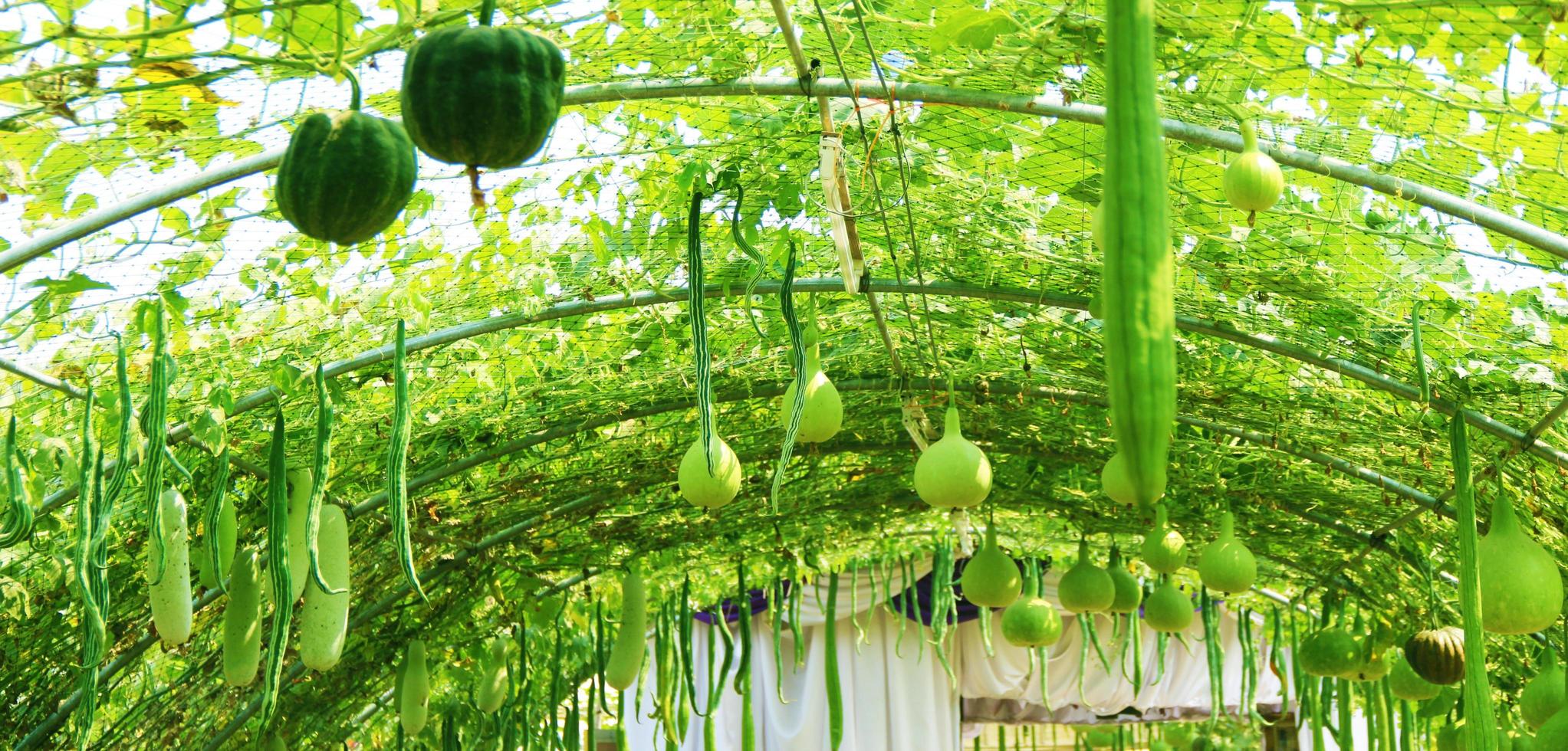 Zucchini organic farming vegetable farm. Concept of growing organic ... Zucchini organic farming vegetable farm. Concept of growing organic ...