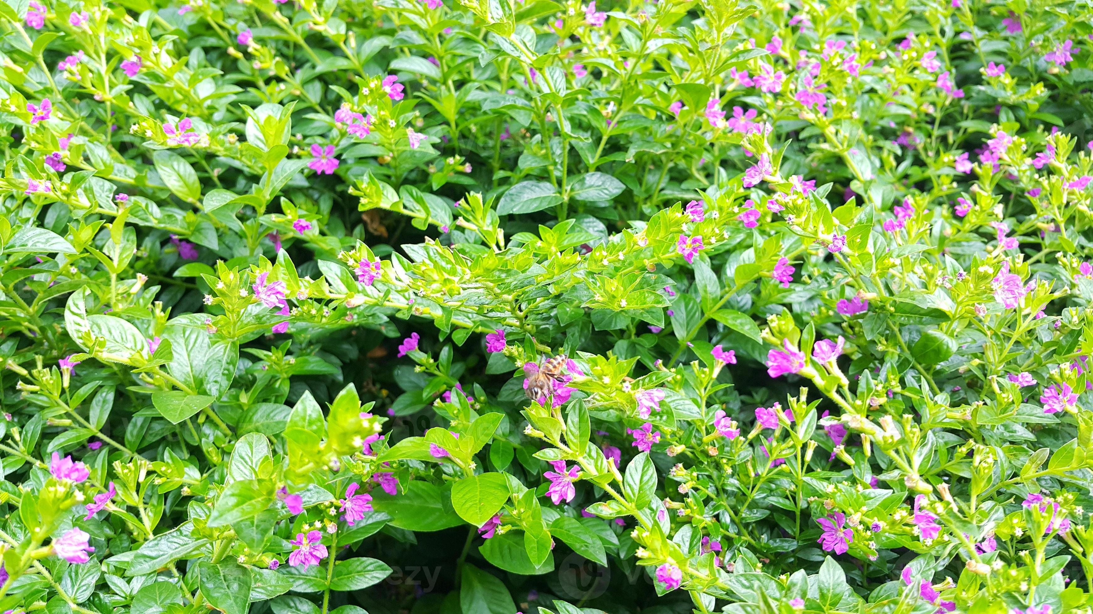 Lavender Lace flower or Cuphea hyssopifolia with flying bees in the tropical garden 20506013 ...