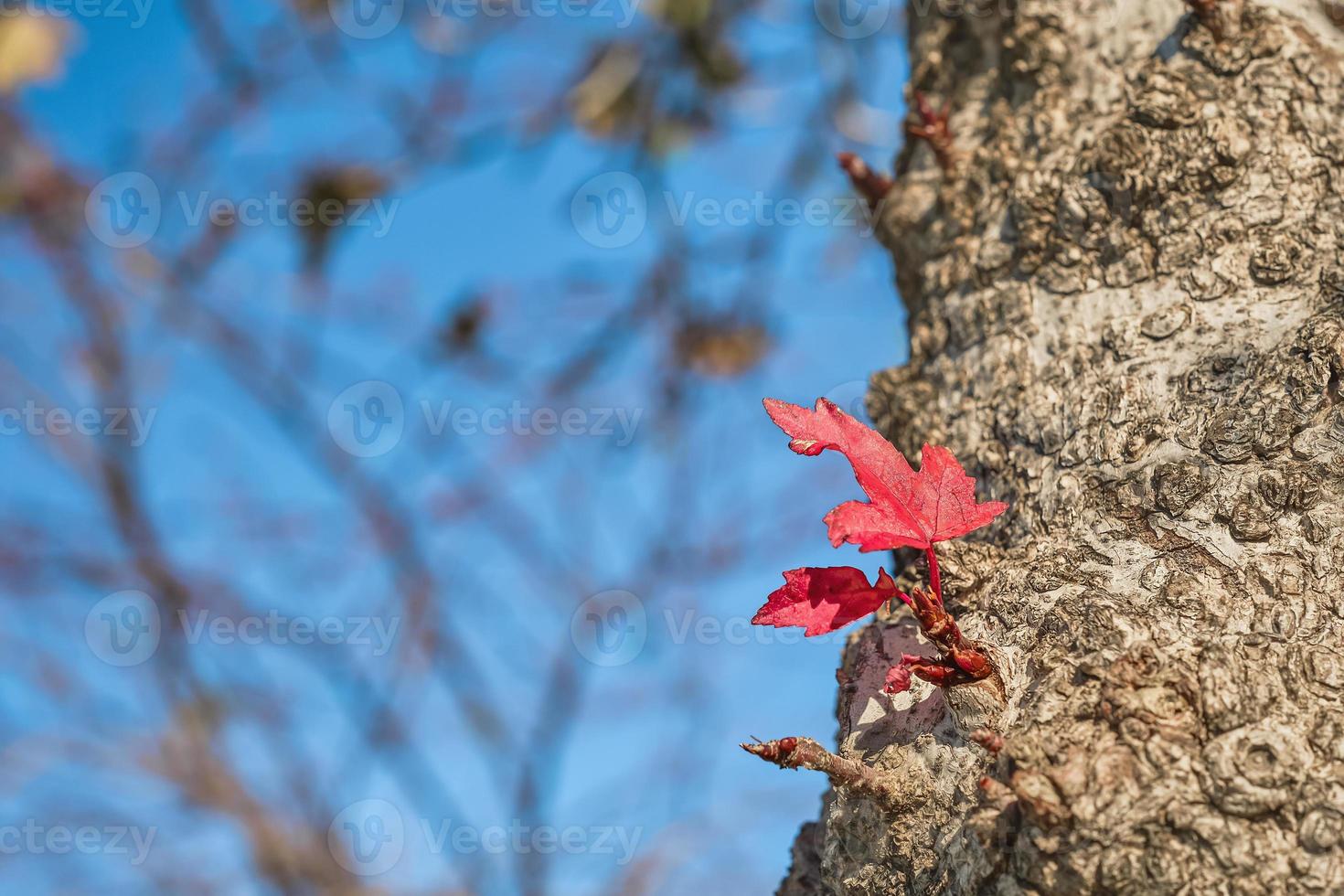 Red maple leaf on a tree trunk against the background of branches and a bright blue autumn sky ...