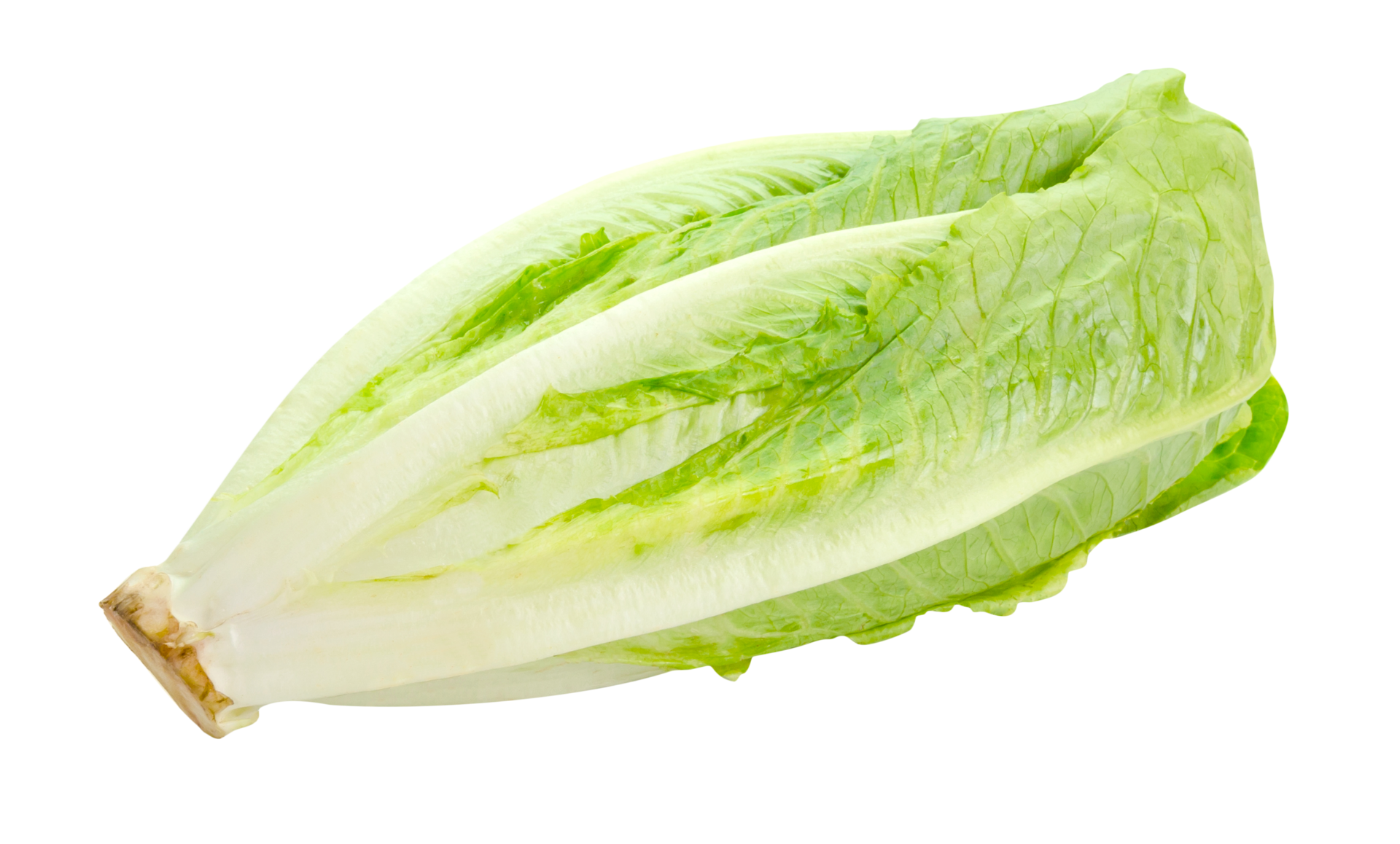 romaine sallad isolerat. 20521697 PNG