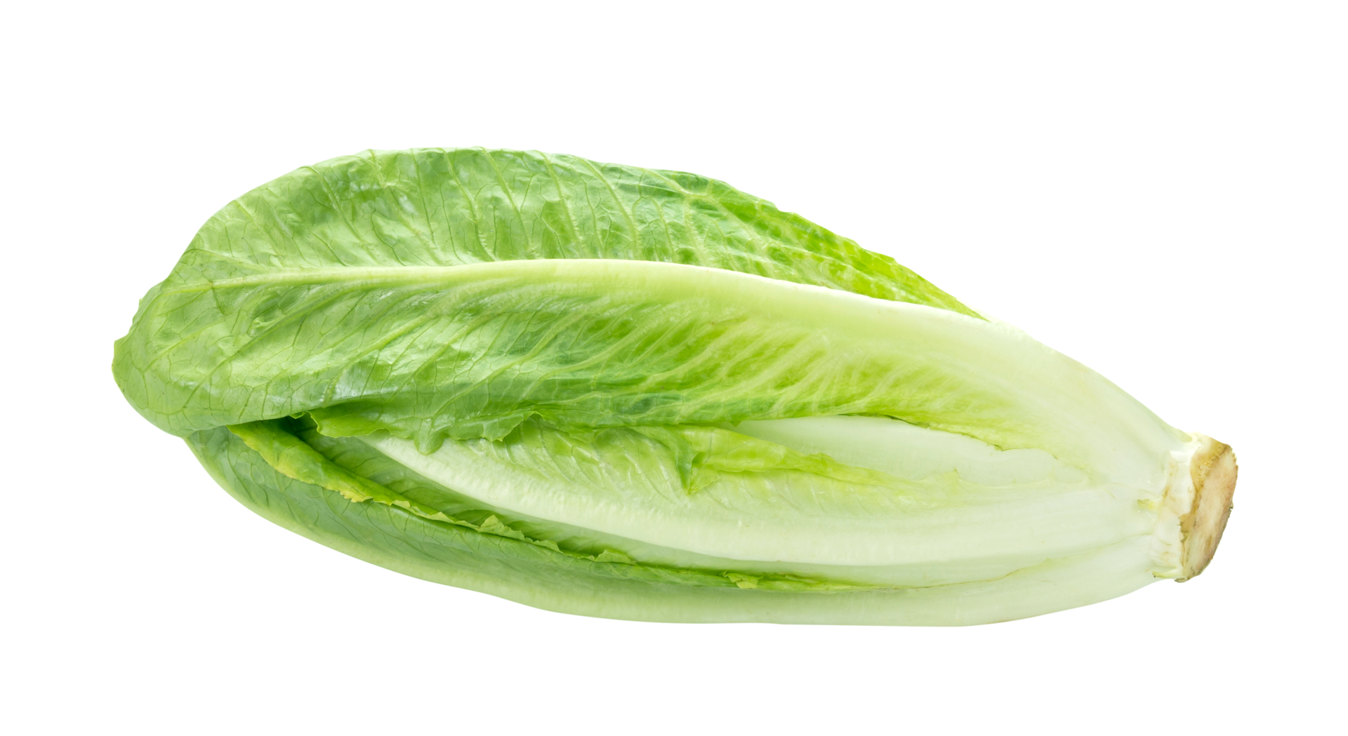 Romaine Lettuce isolated 20521852 PNG