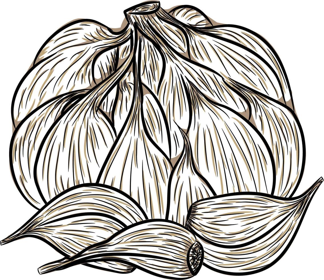 Vector hand drawn set of garlic. Herbs and spices sketch illustration ... Vector hand drawn set of garlic. Herbs and spices sketch illustration ...