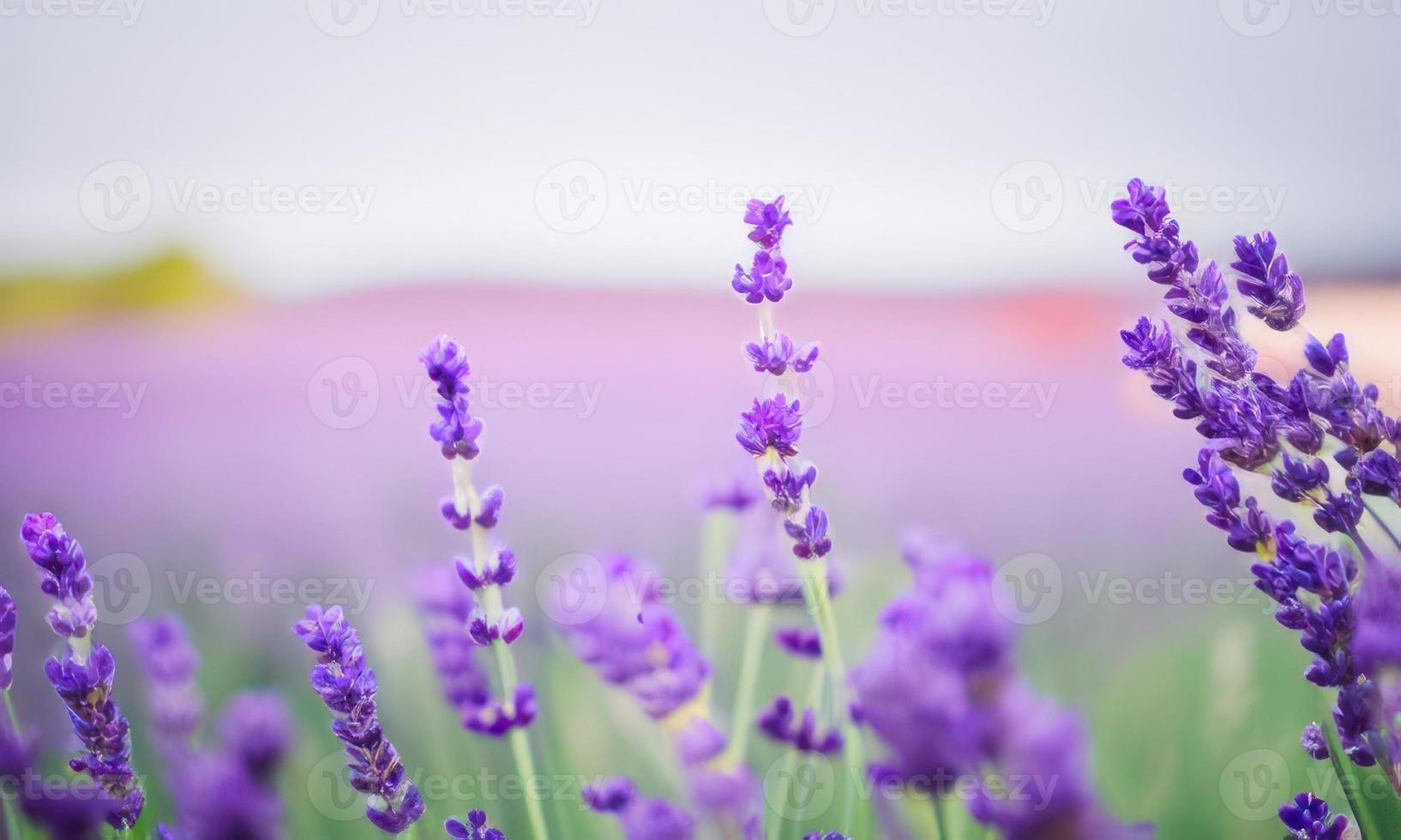 Lavendar Stock Photos, Images and Backgrounds for Free Download Lavendar Stock Photos, Images and Backgrounds for Free Download