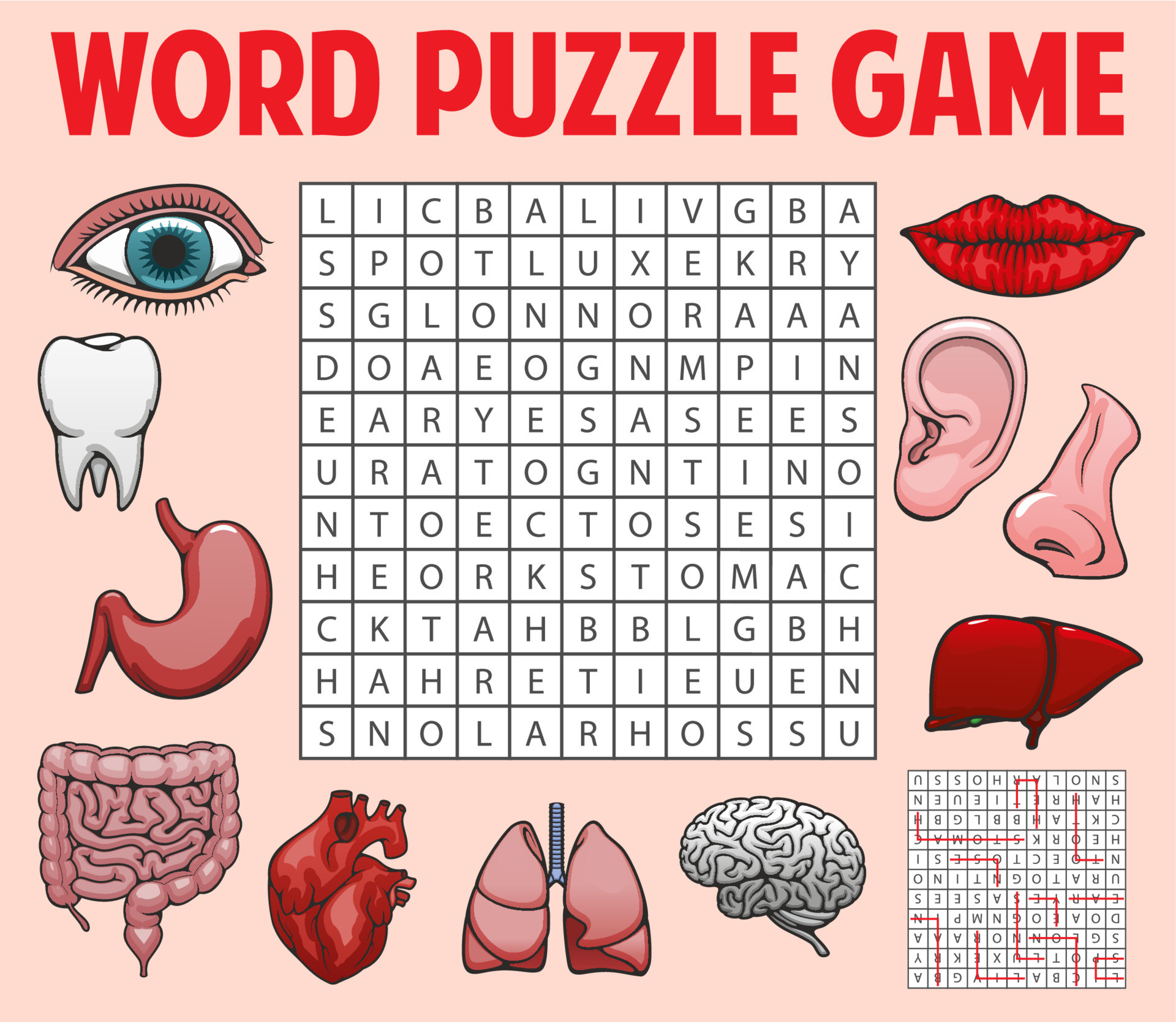 Human Organs Body Parts Word Search Puzzle Game 20574365 Vector Art At