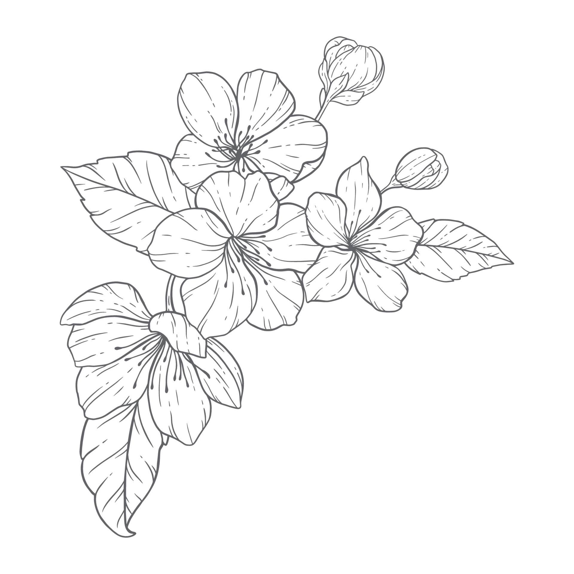 Floral Line Art, Sakura Flower Outline Illustration Set. Hand Painted ... Floral Line Art, Sakura Flower Outline Illustration Set. Hand Painted ...