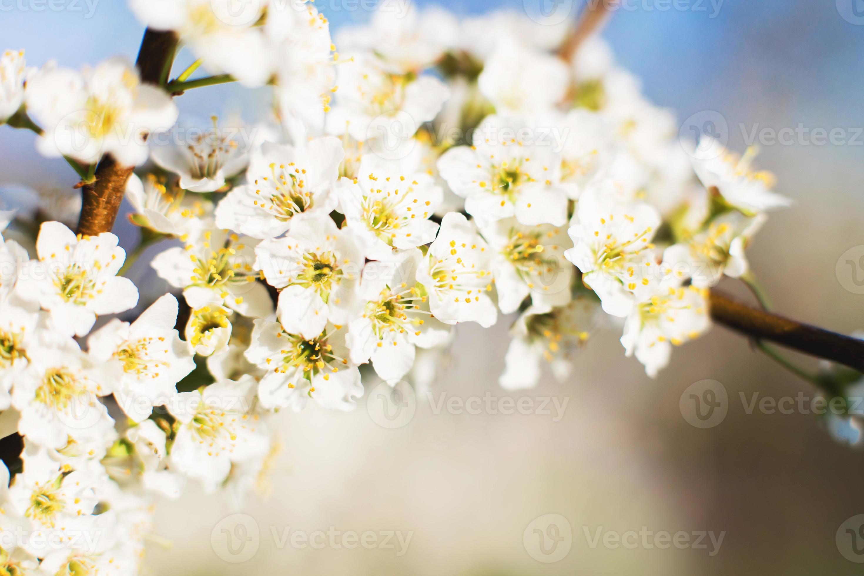 branch of a flowering tree. tree in bloom 20674967 Stock Photo at Vecteezy