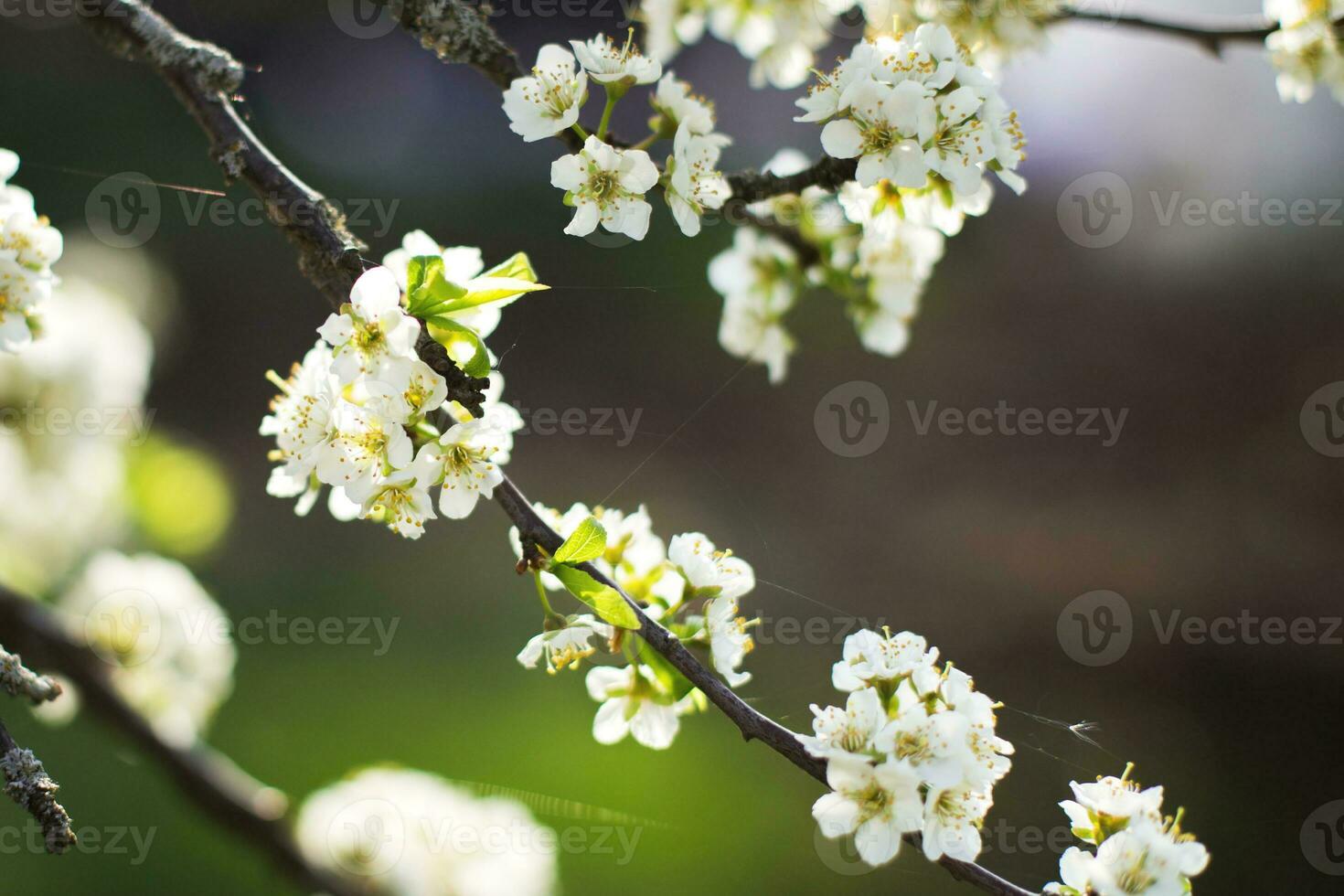 branch of a flowering tree. tree in bloom 20675157 Stock Photo at Vecteezy