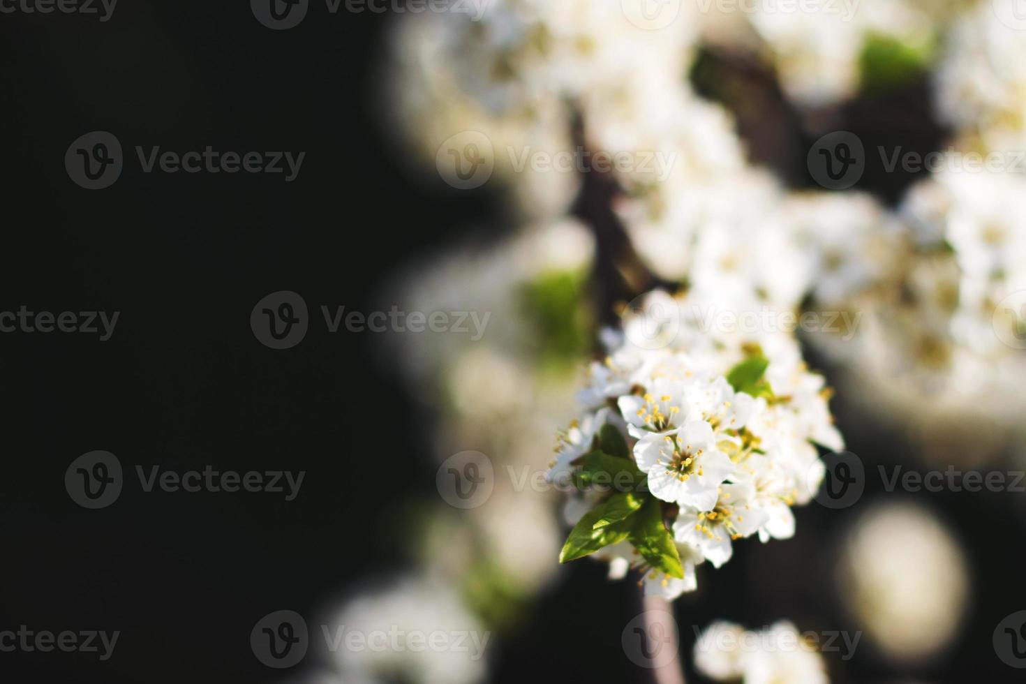 branch of a flowering tree. tree in bloom 20727009 Stock Photo at Vecteezy