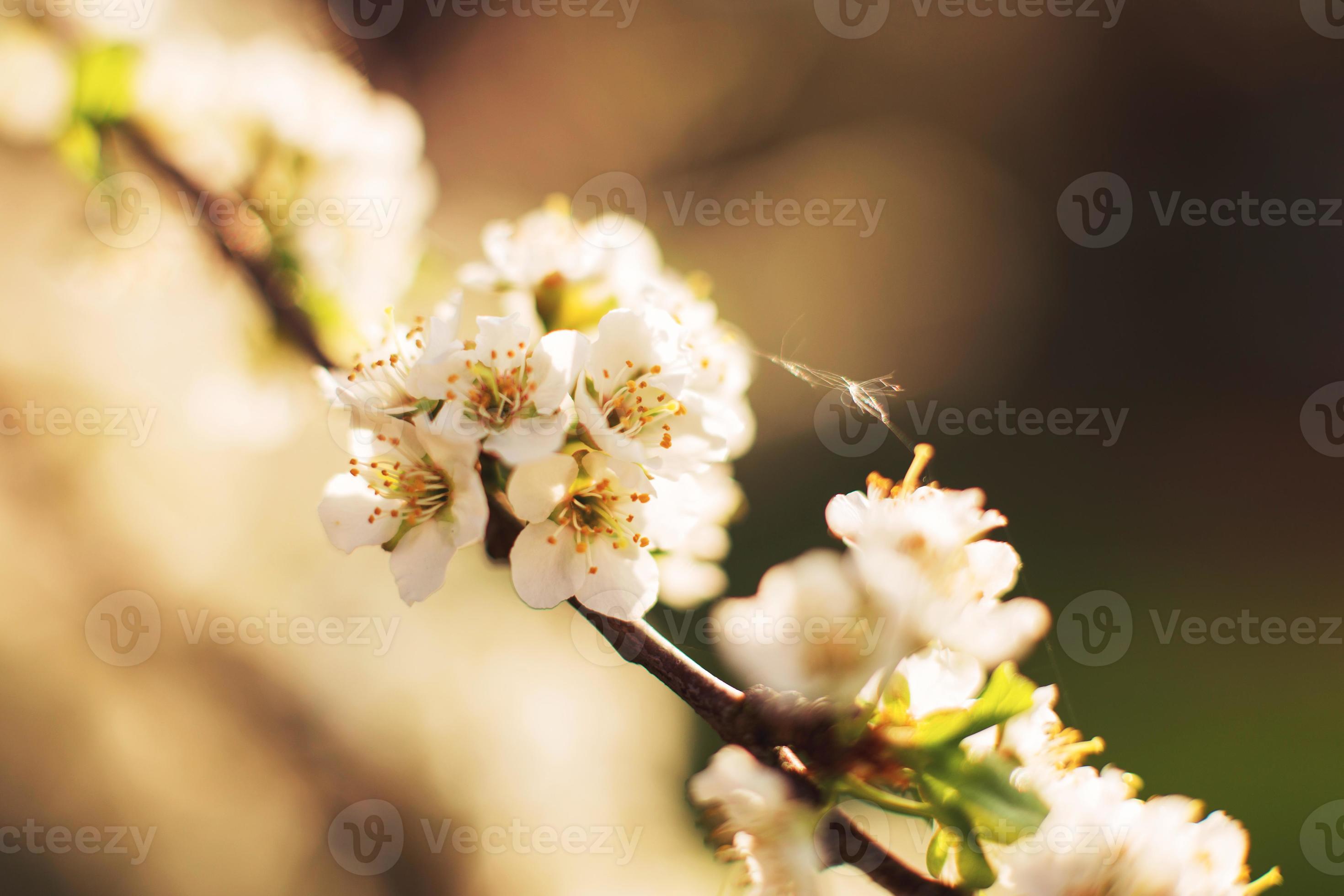 branch of a flowering tree. tree in bloom 20727757 Stock Photo at Vecteezy