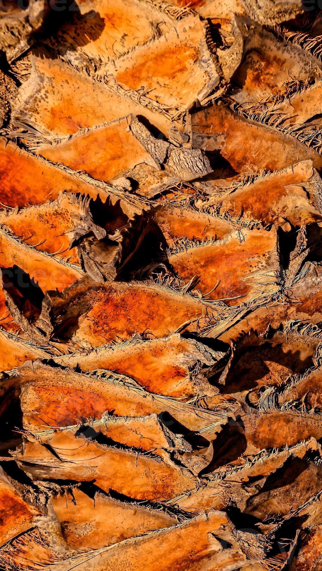 Palm Tree Bark 20757620 Stock Photo At Vecteezy Palm Tree Bark 20757620 Stock Photo At Vecteezy