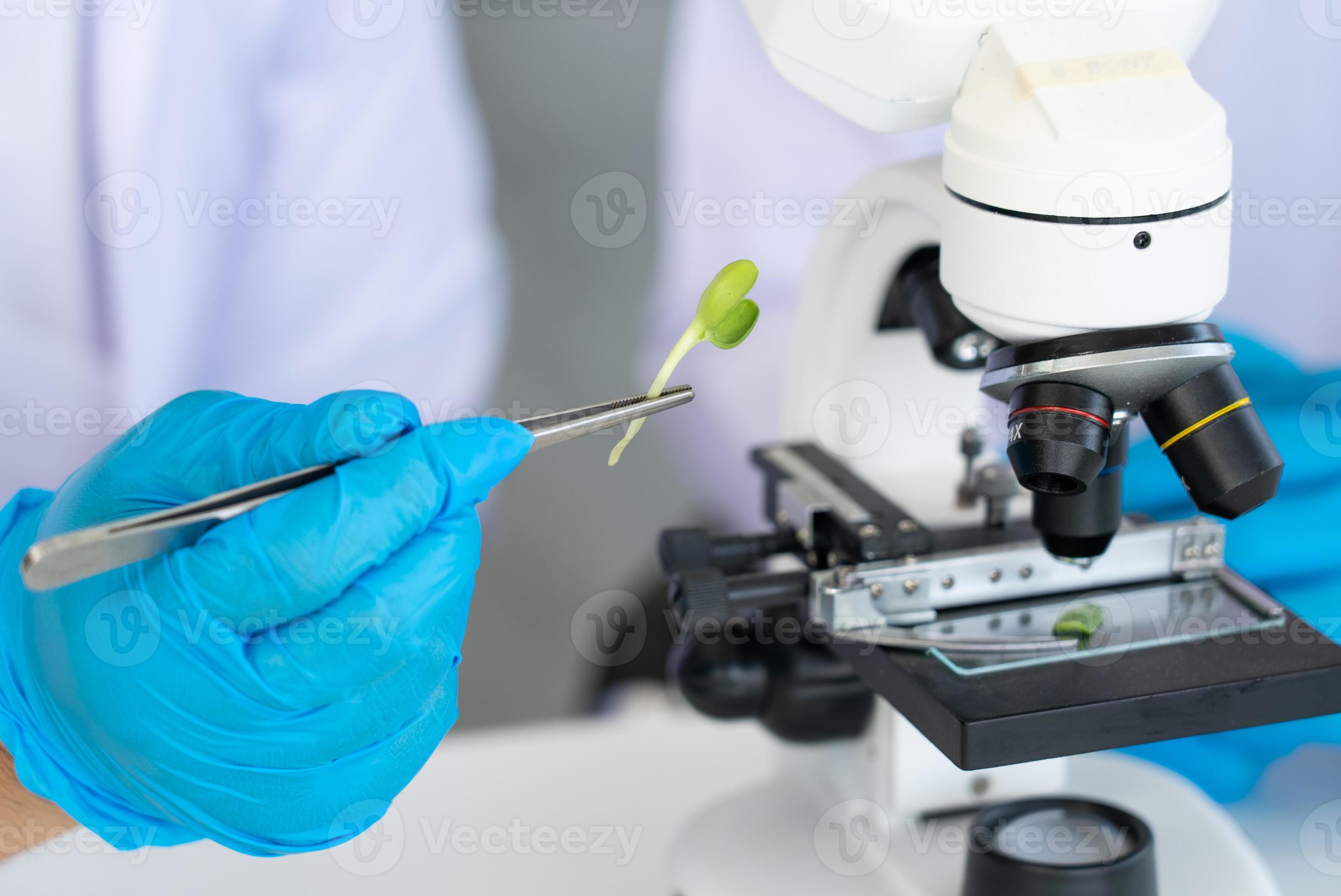 Scientist Doing Experiment In Agriculture Lab To Develope Genetic
