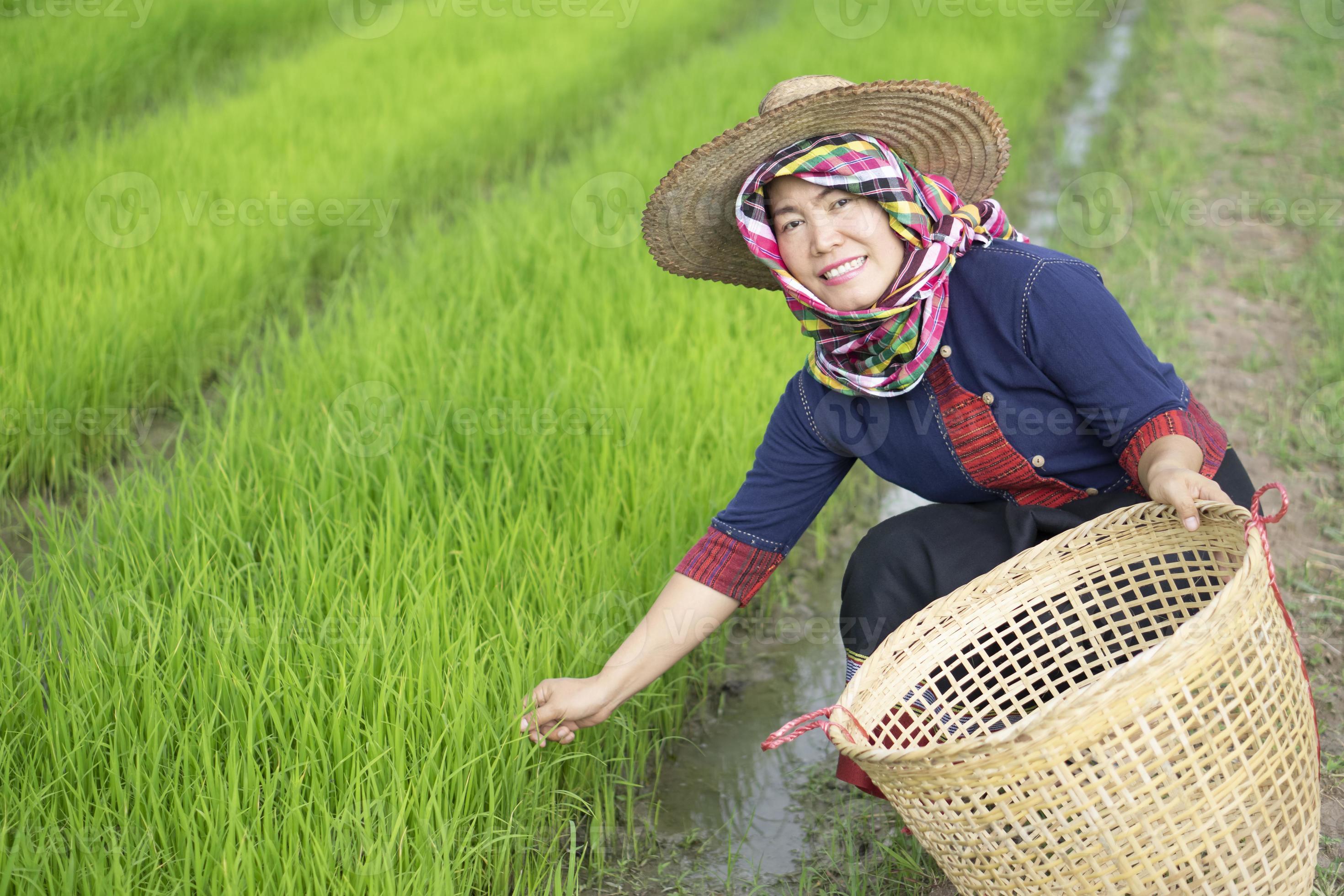 Asian woman farmer is at green paddy field, wears hat and Thai loincloth, holds basket . Concept ...