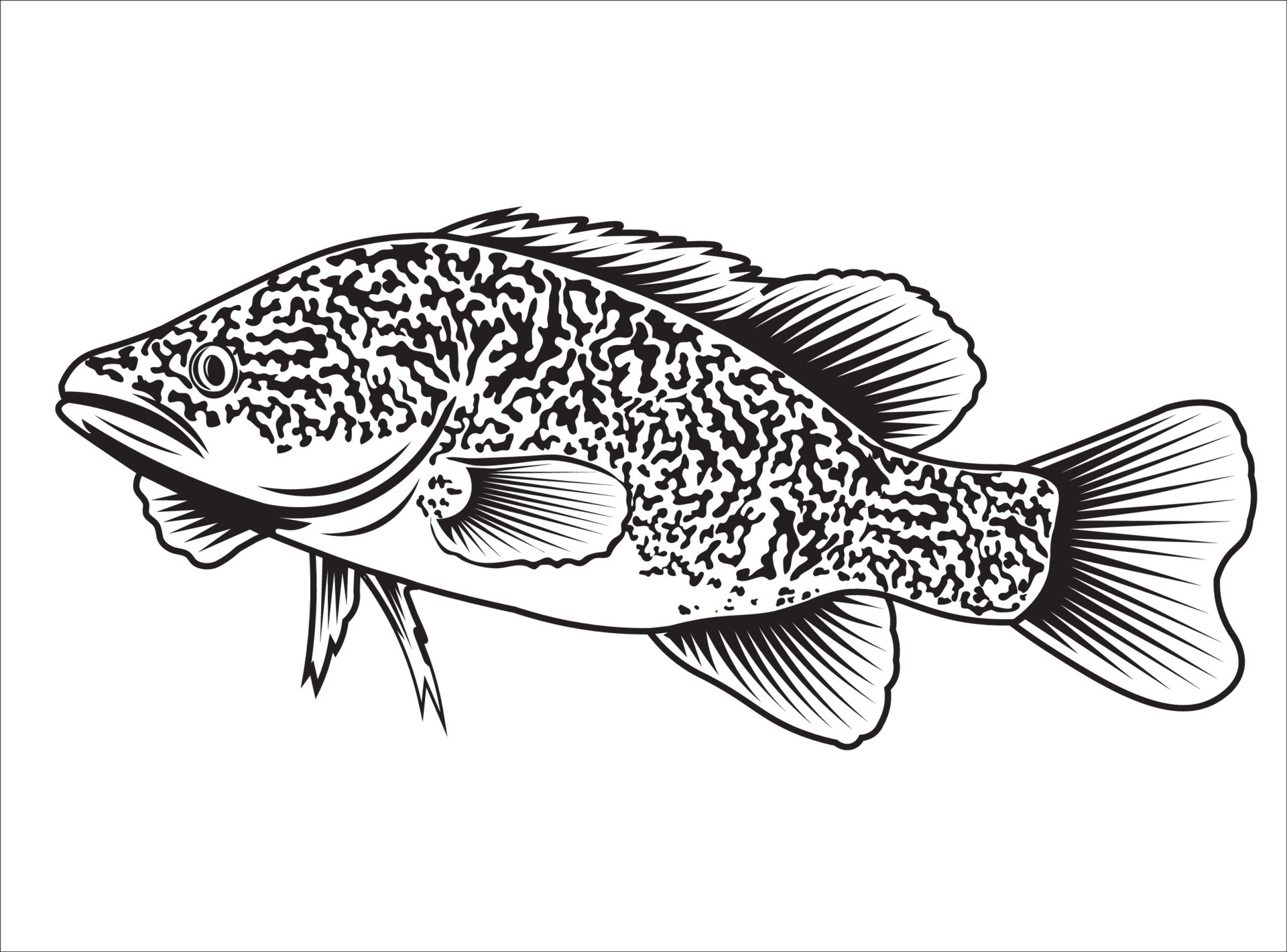 Murray Cod Vector illustration design, perfect for t shirt design and ... Murray Cod Vector illustration design, perfect for t shirt design and ...
