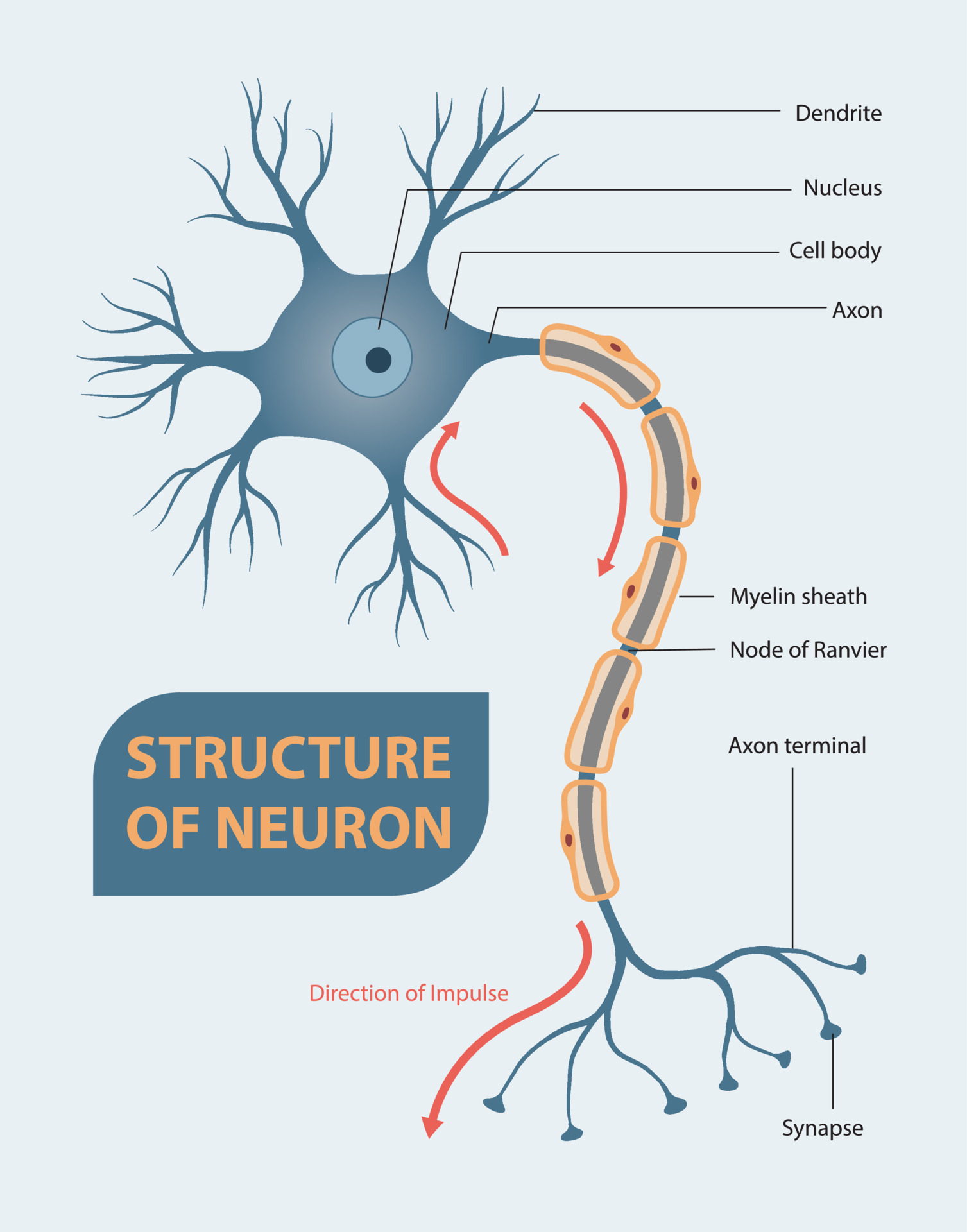 Parts Of A Neuron Anatomy Parts Of A Neuron Anatomy