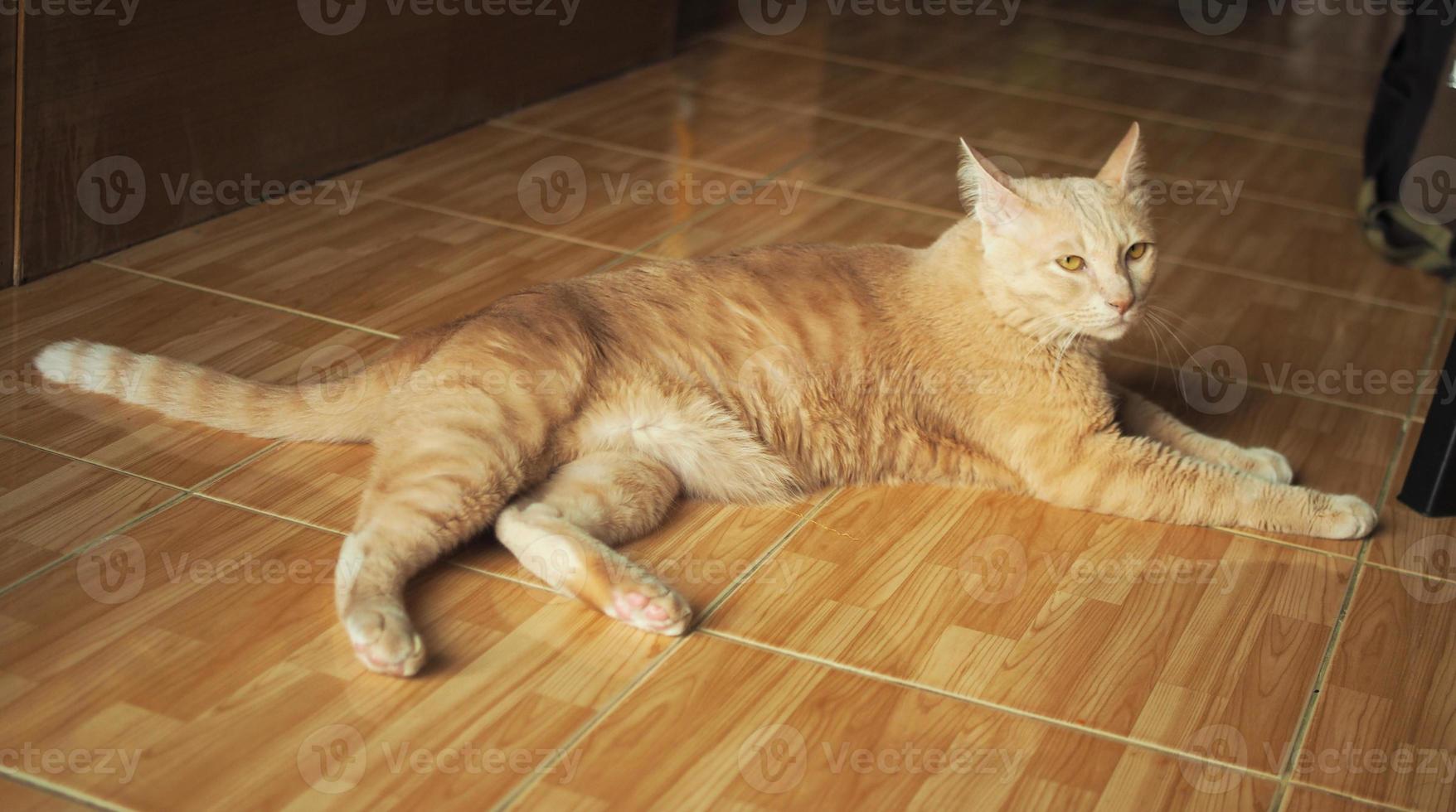 lazy catwith yellow eyes laying relax on floor 20937867 Stock Photo at ...