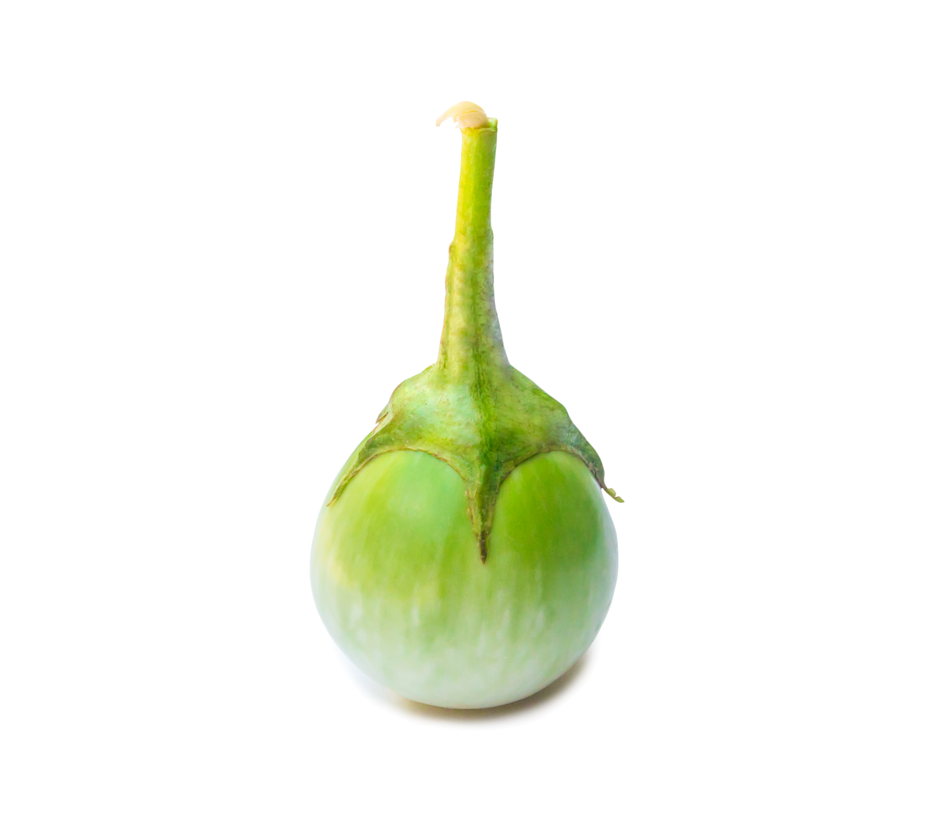 Single Fresh Green Thai Egg Plant Vegetable Isolated With Clipping Path single-fresh-green-thai-egg-plant-vegetable-isolated-with-clipping-path