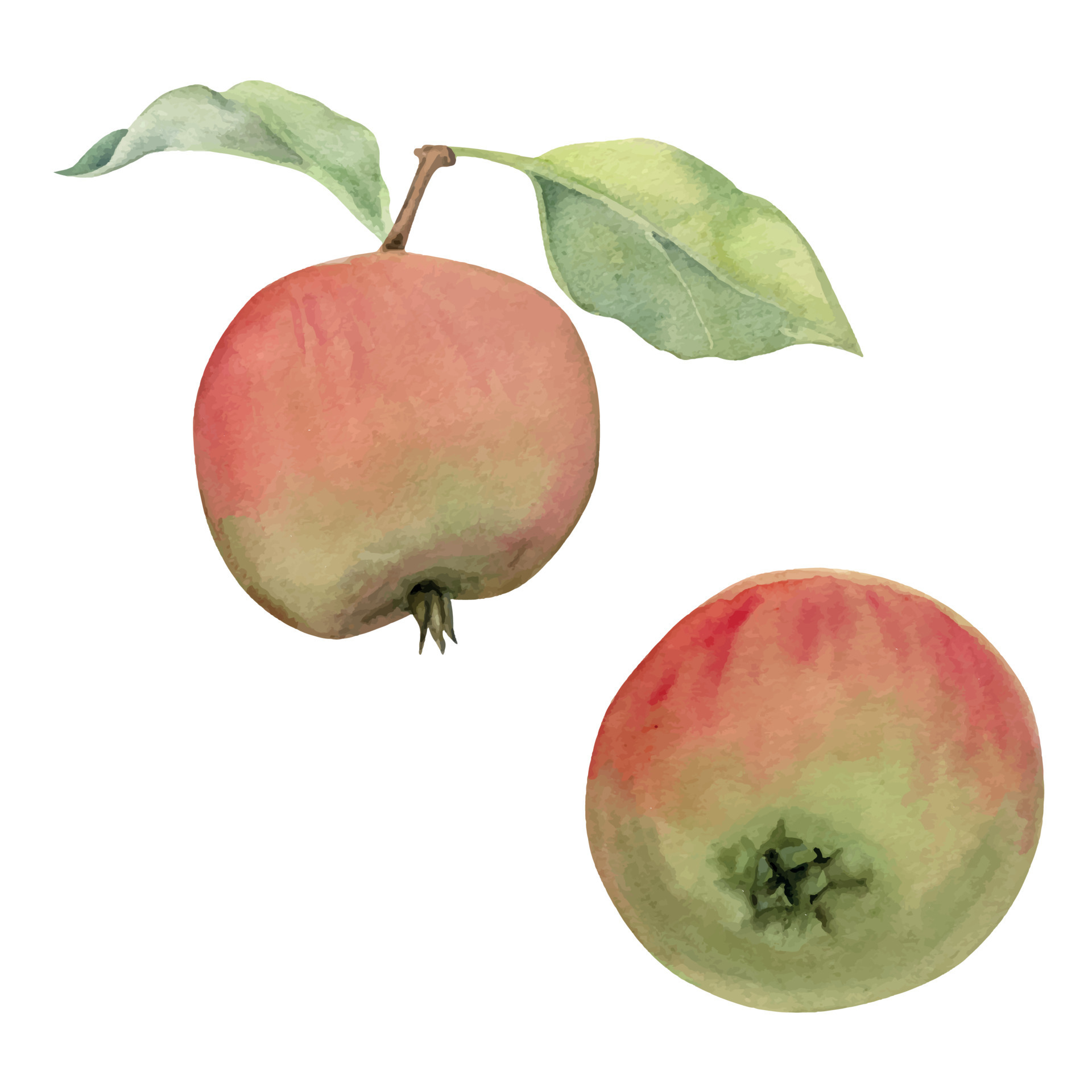 Hand drawn watercolor composition with ripe apple fruit, full and ...