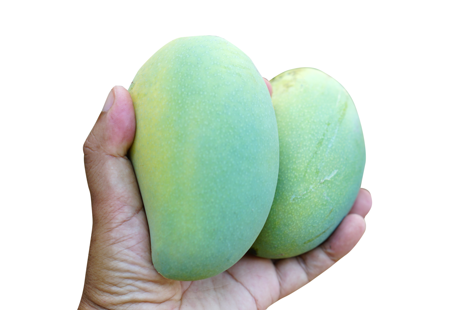 Mangoes In Human Hands For Eating 20952463 Png