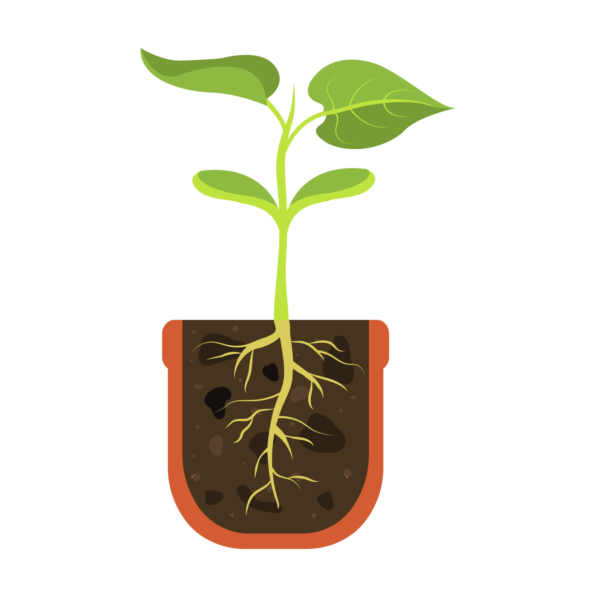 Sprout in pot in longitudinal section. Young shoot with root. Root ... Sprout in pot in longitudinal section. Young shoot with root. Root ...