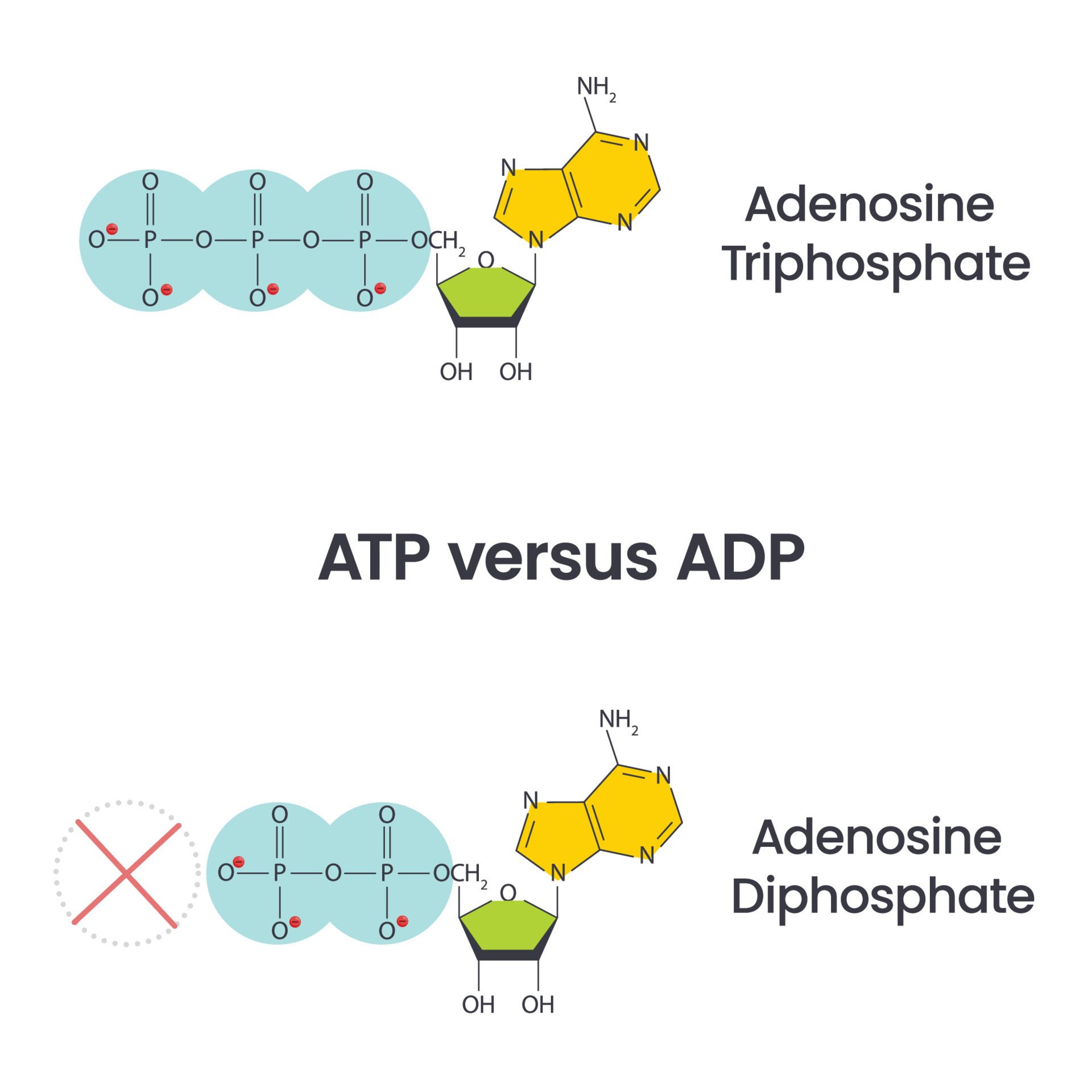 Adenosine triphosphate and adenosine diphosphate comparison and cycle science vector education ...