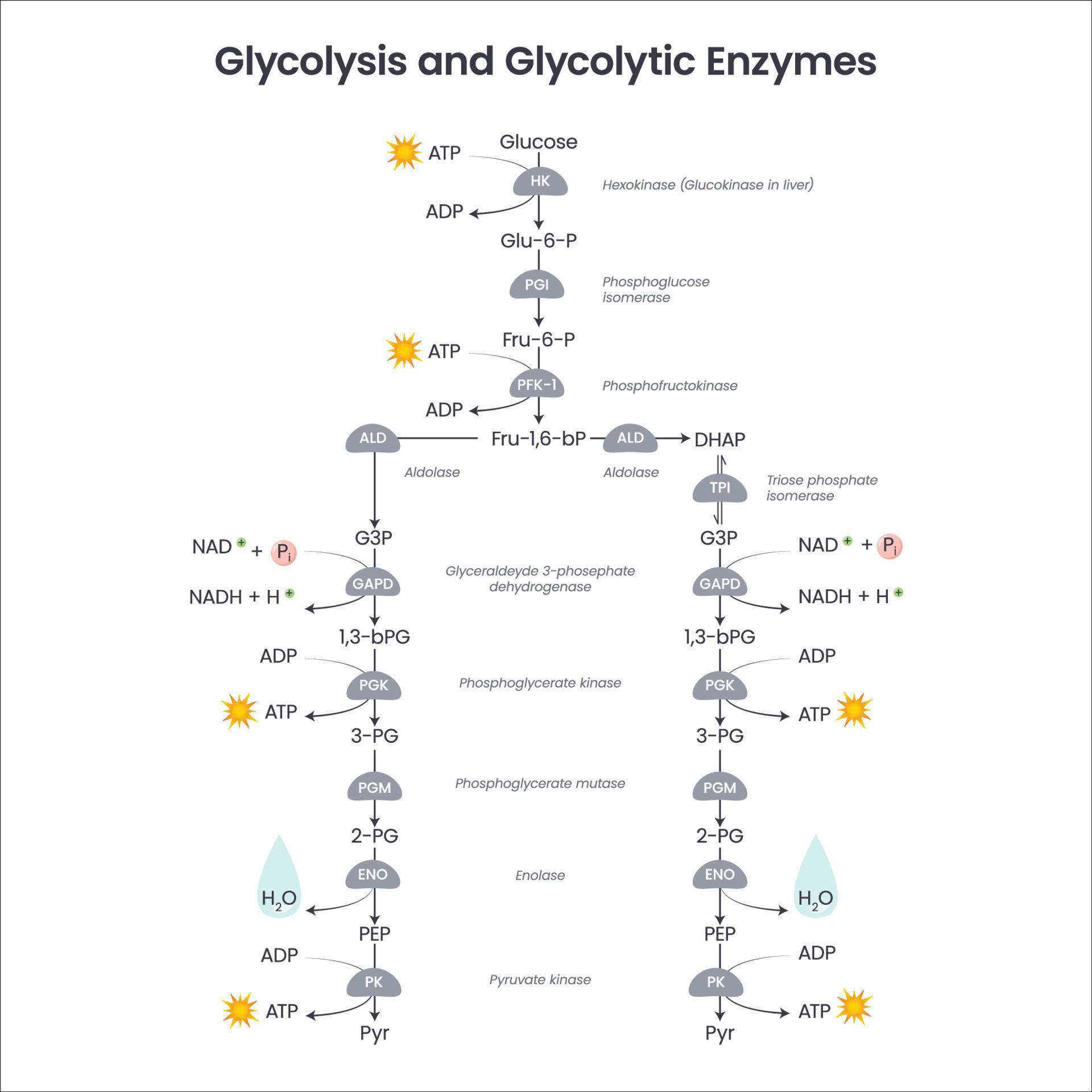 Glycolysis Biochemistry Science Vector Illustration Diagram 20953333 Vector Art At Vecteezy