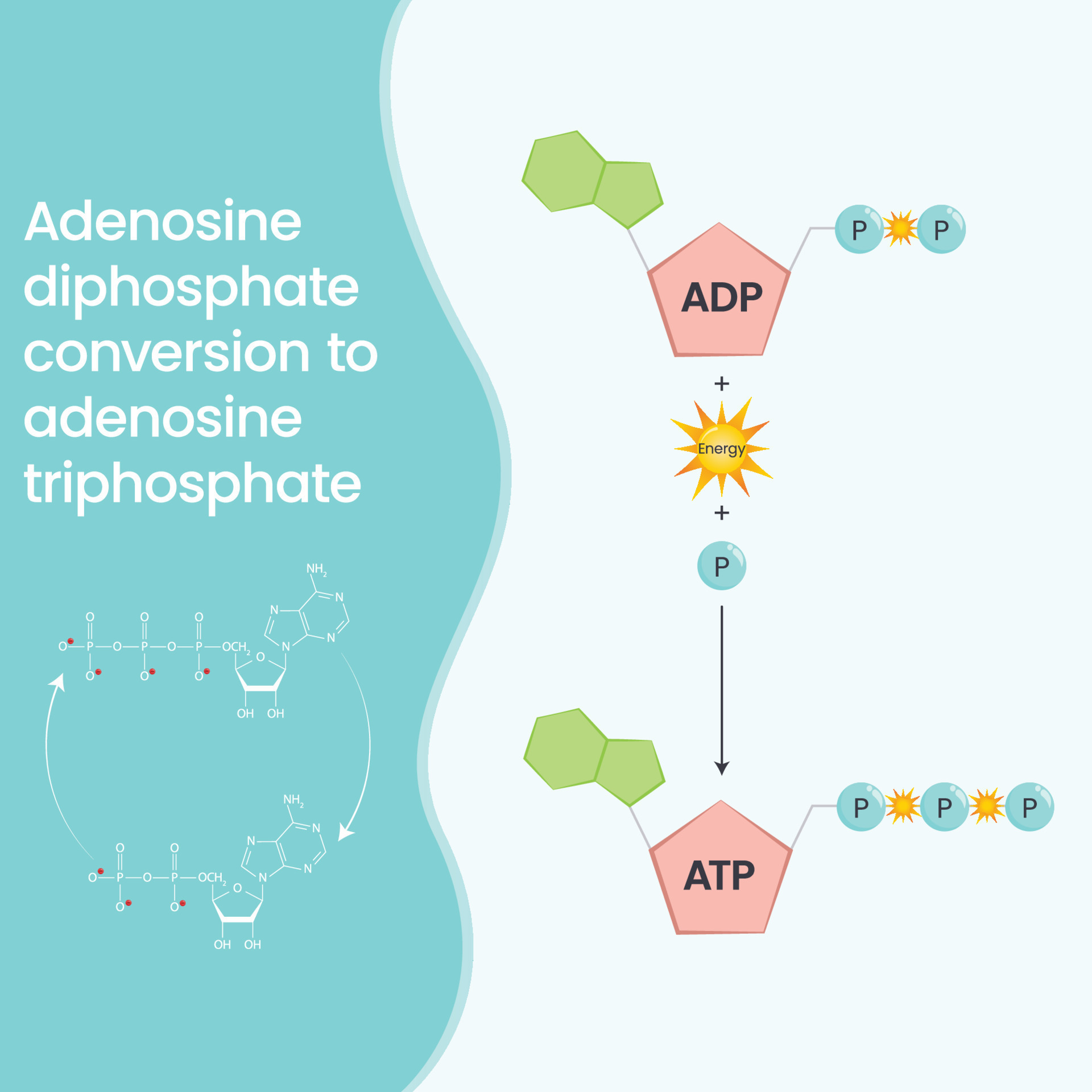 Adenosine Diphosphate Structure