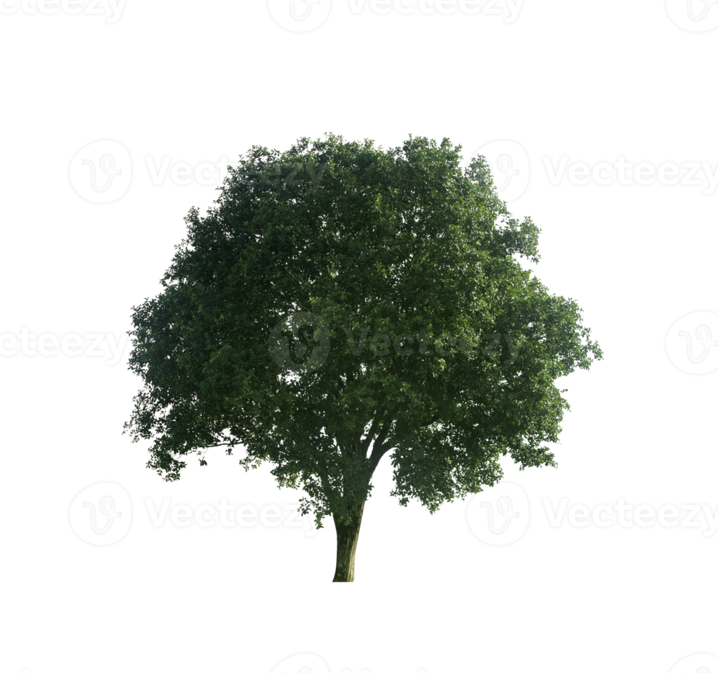 Baum png transparent 20978268 PNG