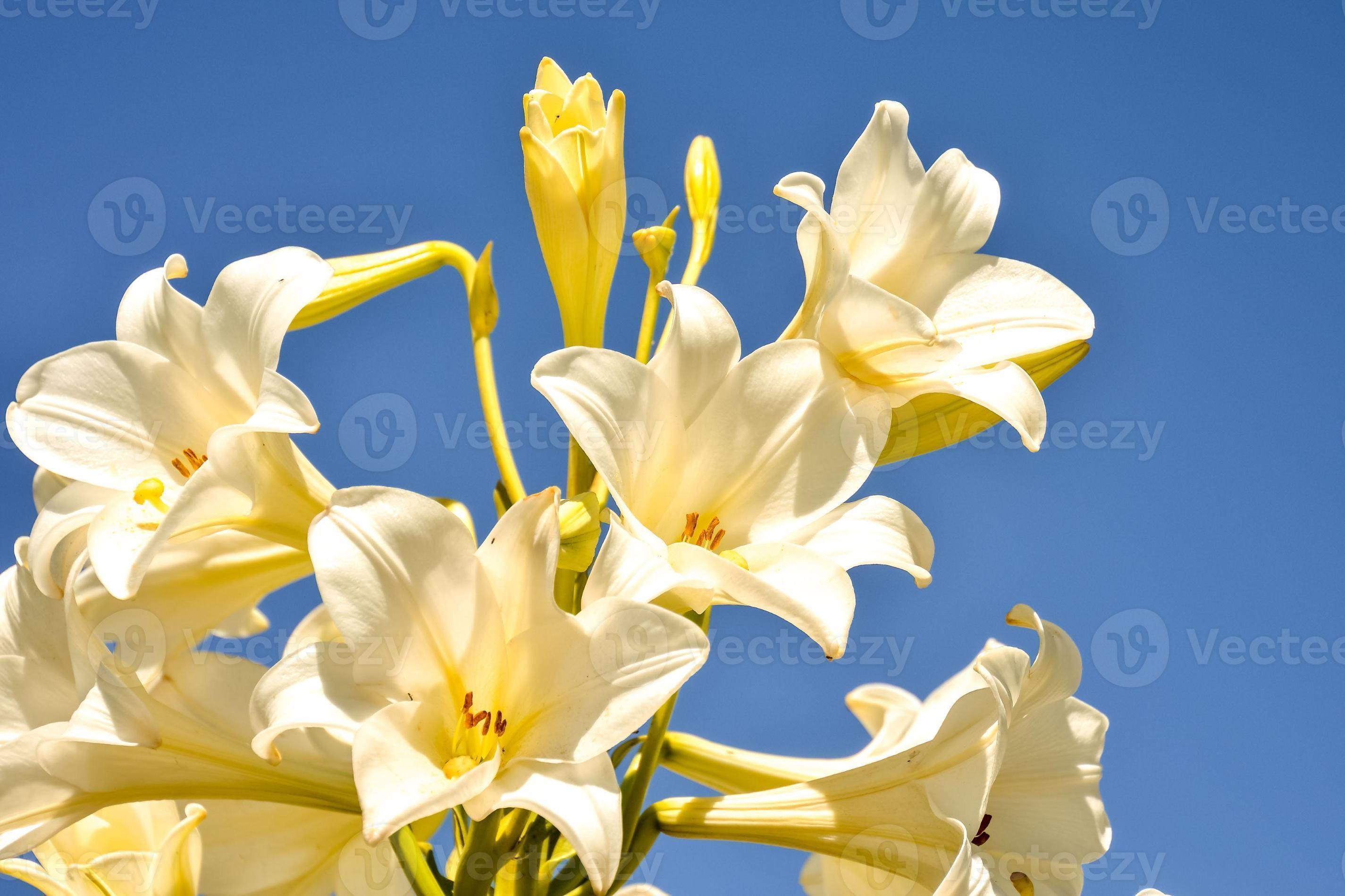 White Lily Flower 20989253 Stock Photo At Vecteezy white-lily-flower-20989253-stock-photo-at-vecteezy