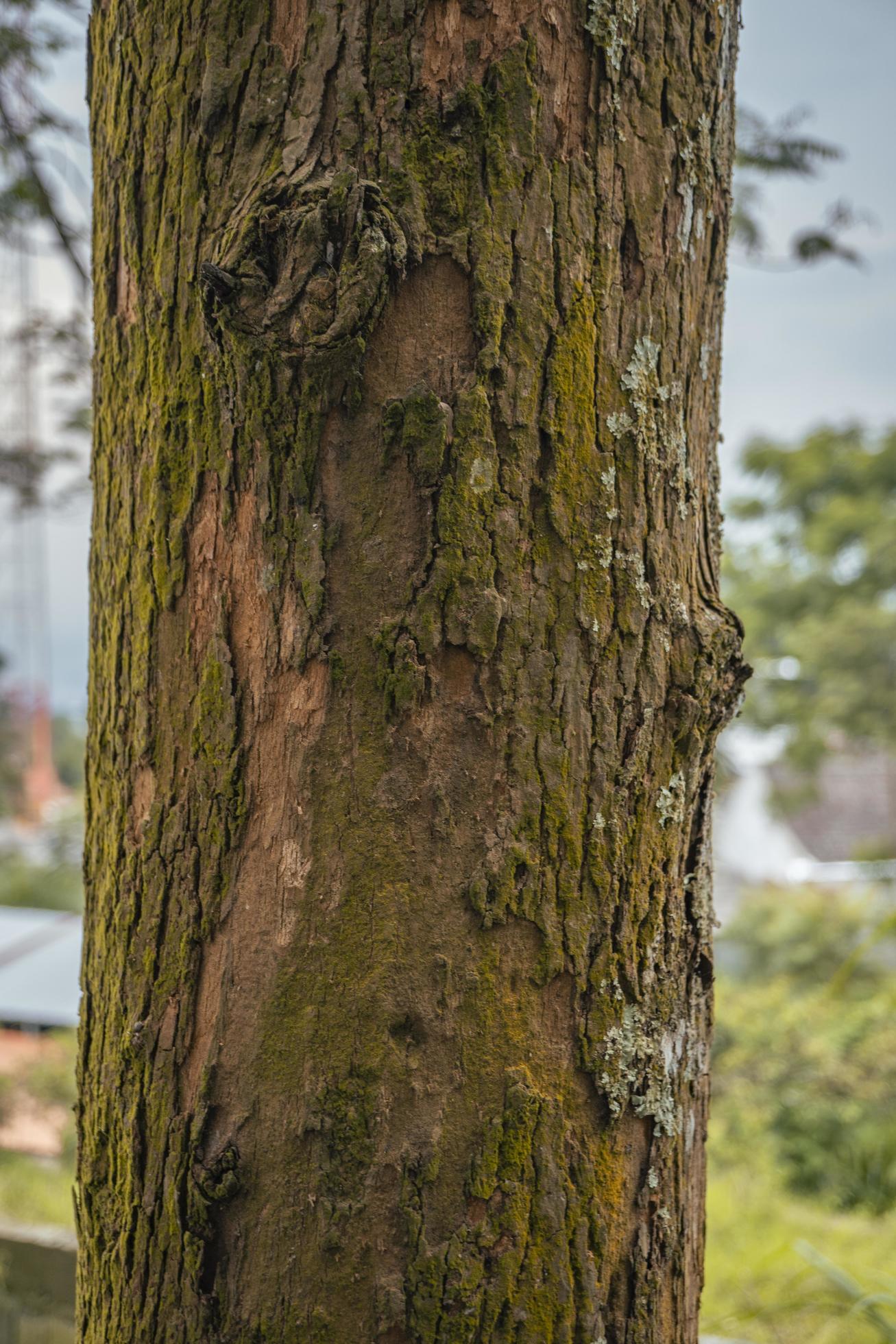 Close up photo surface texture of tree trunk on backyard, with yellow ...